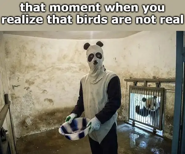 Pandas are just giant koalas | Scrolller