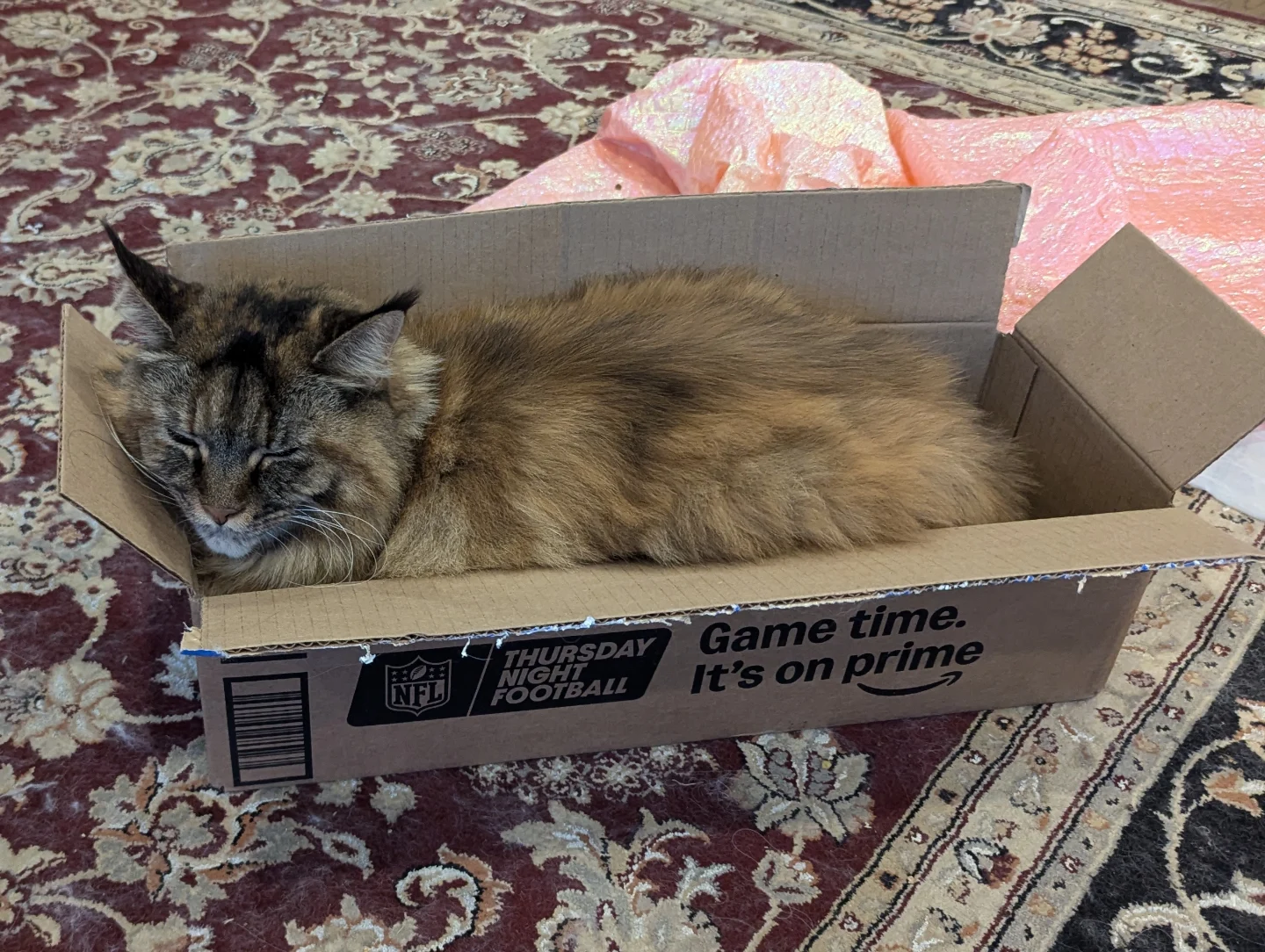 Pandora finds the perfect size cat trap. | Scrolller