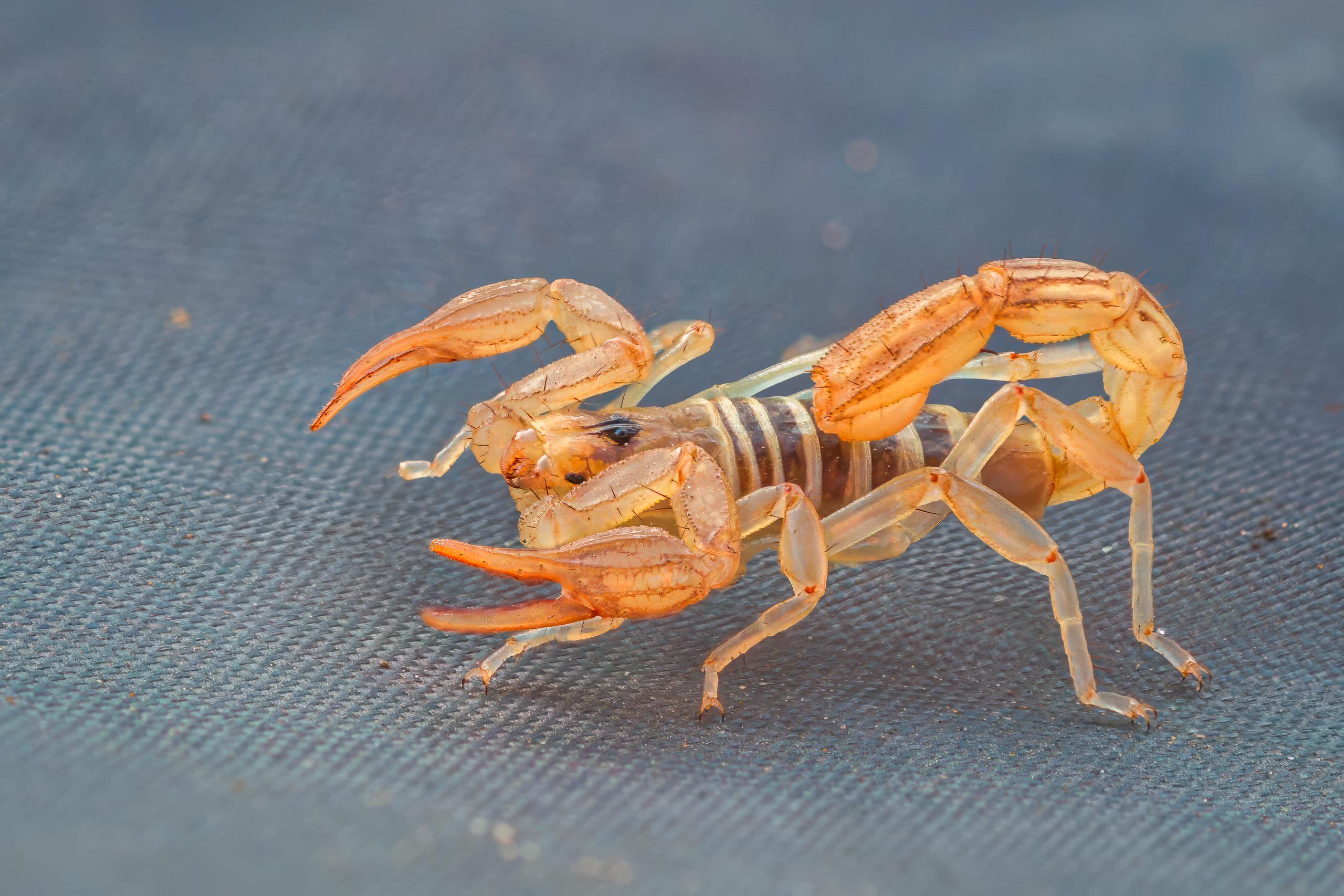 Paruroctonus boreus - The Northern Scorpion [2560×1707] [OC] | Scrolller