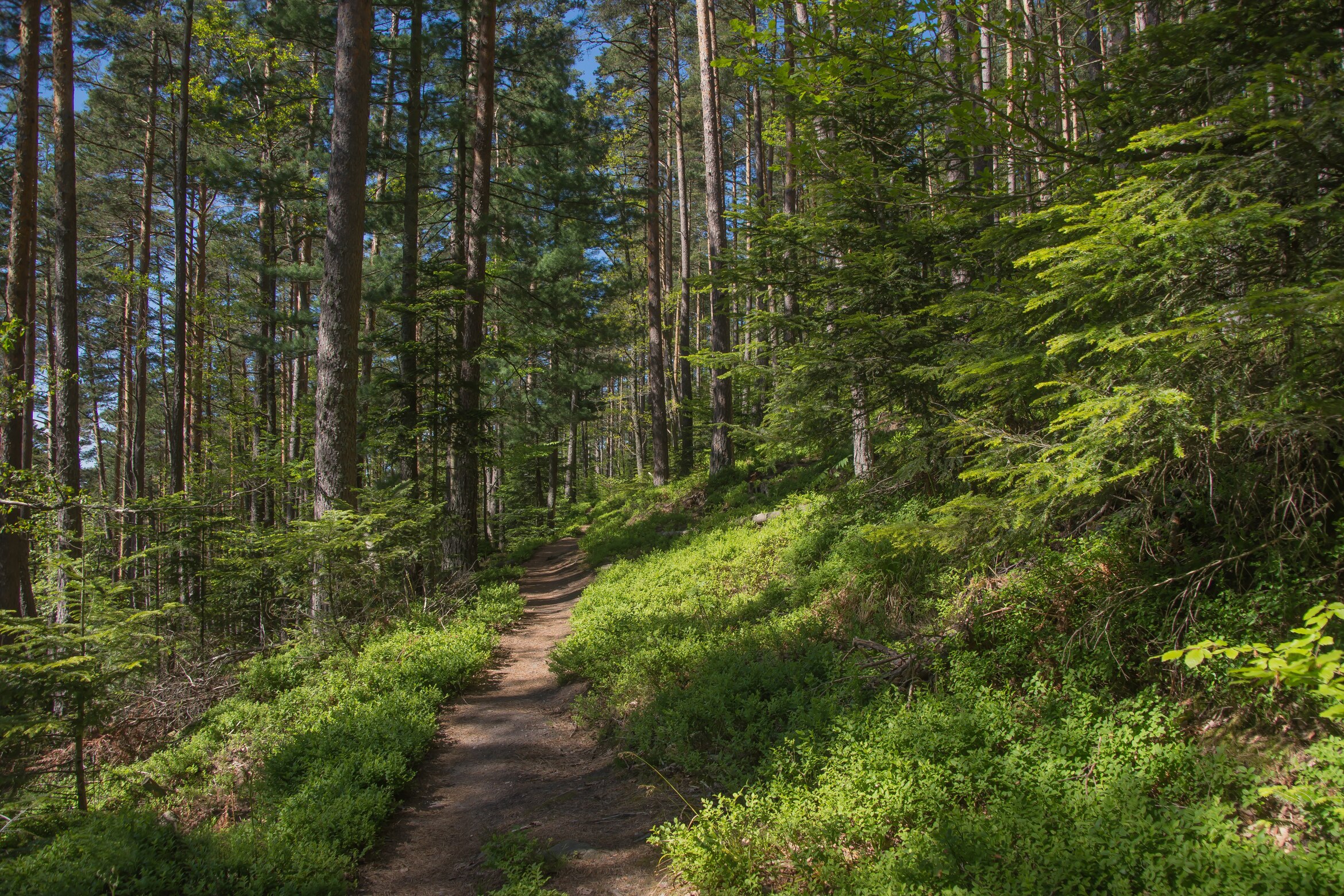 Path in the Woods | Scrolller