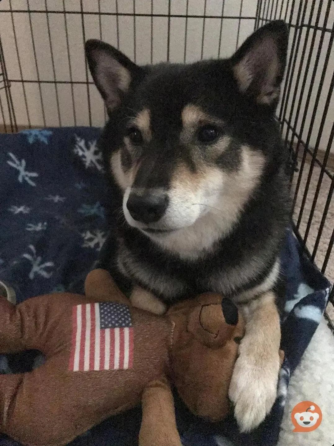Patriotic Shibe Scrolller