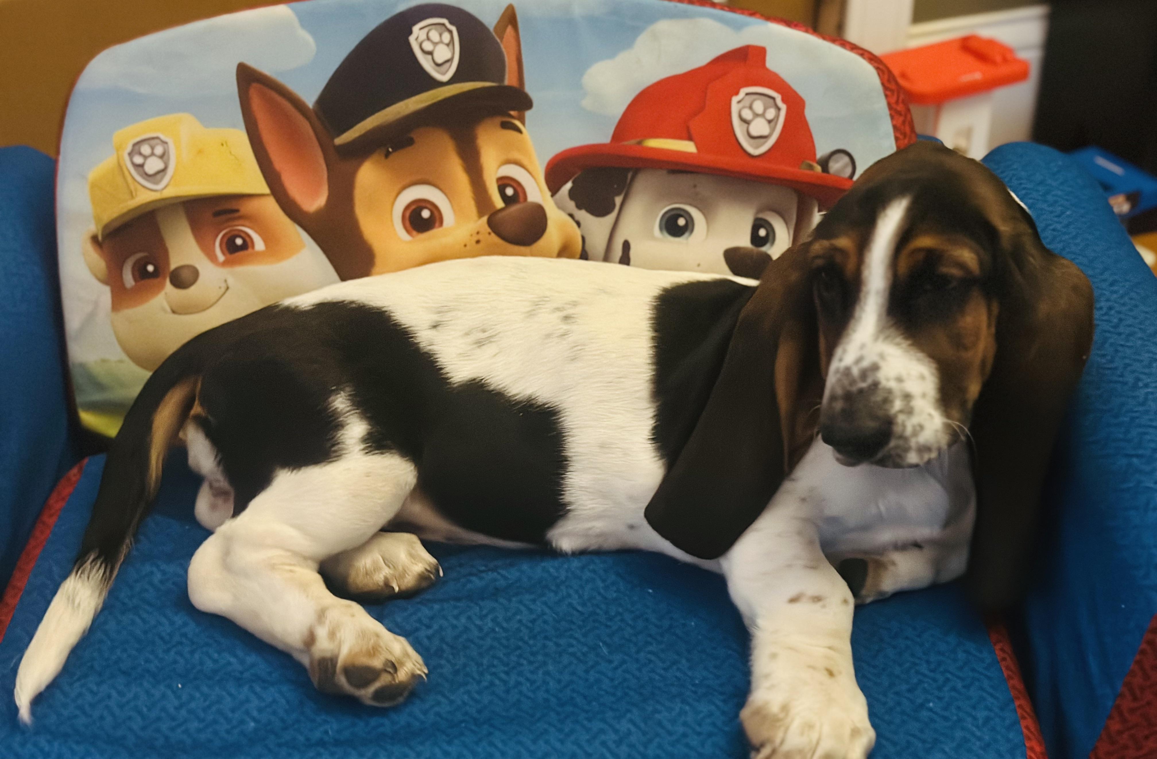 Paw patrol | Scrolller