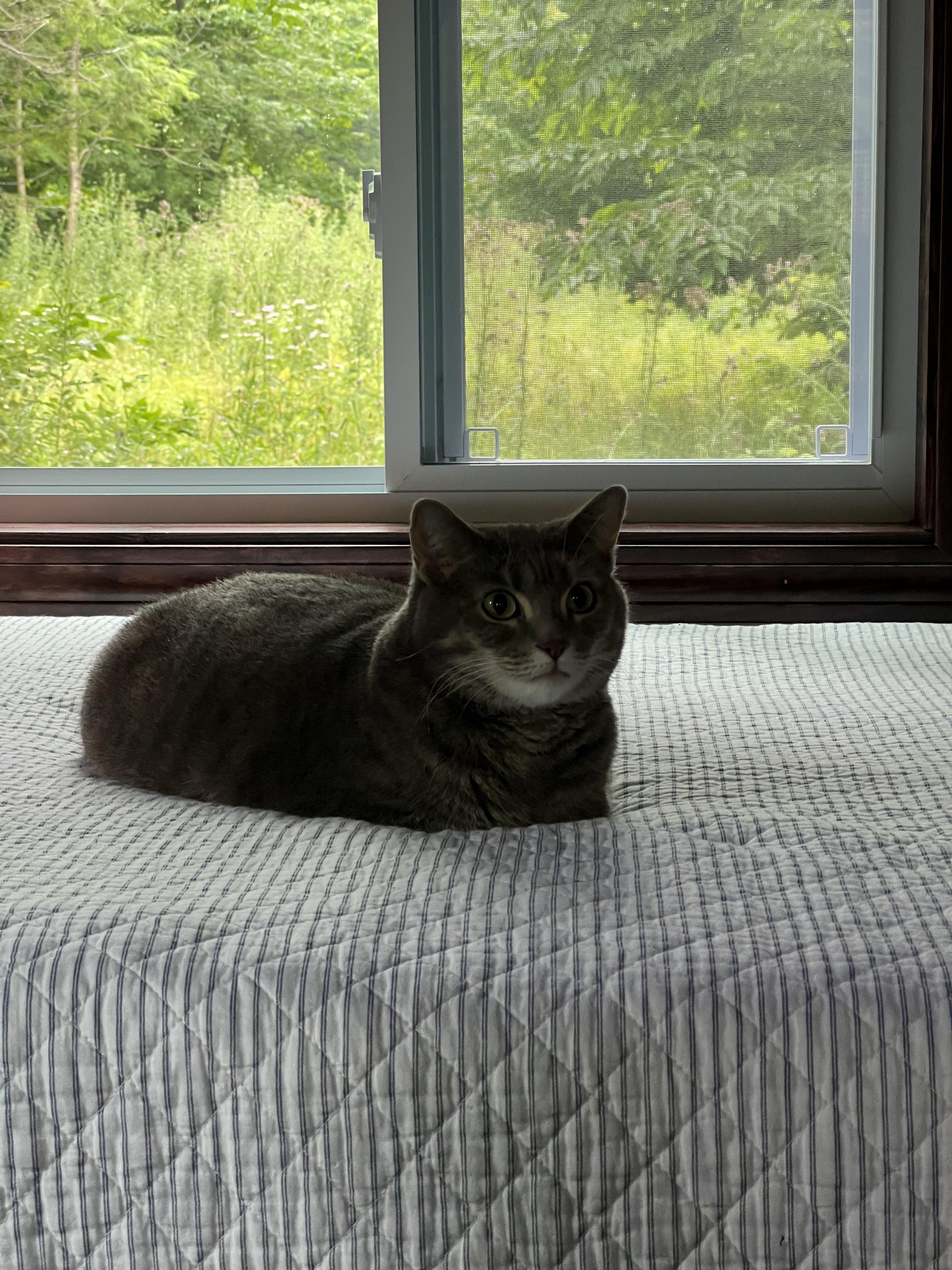 Standard issue catloaf | Scrolller