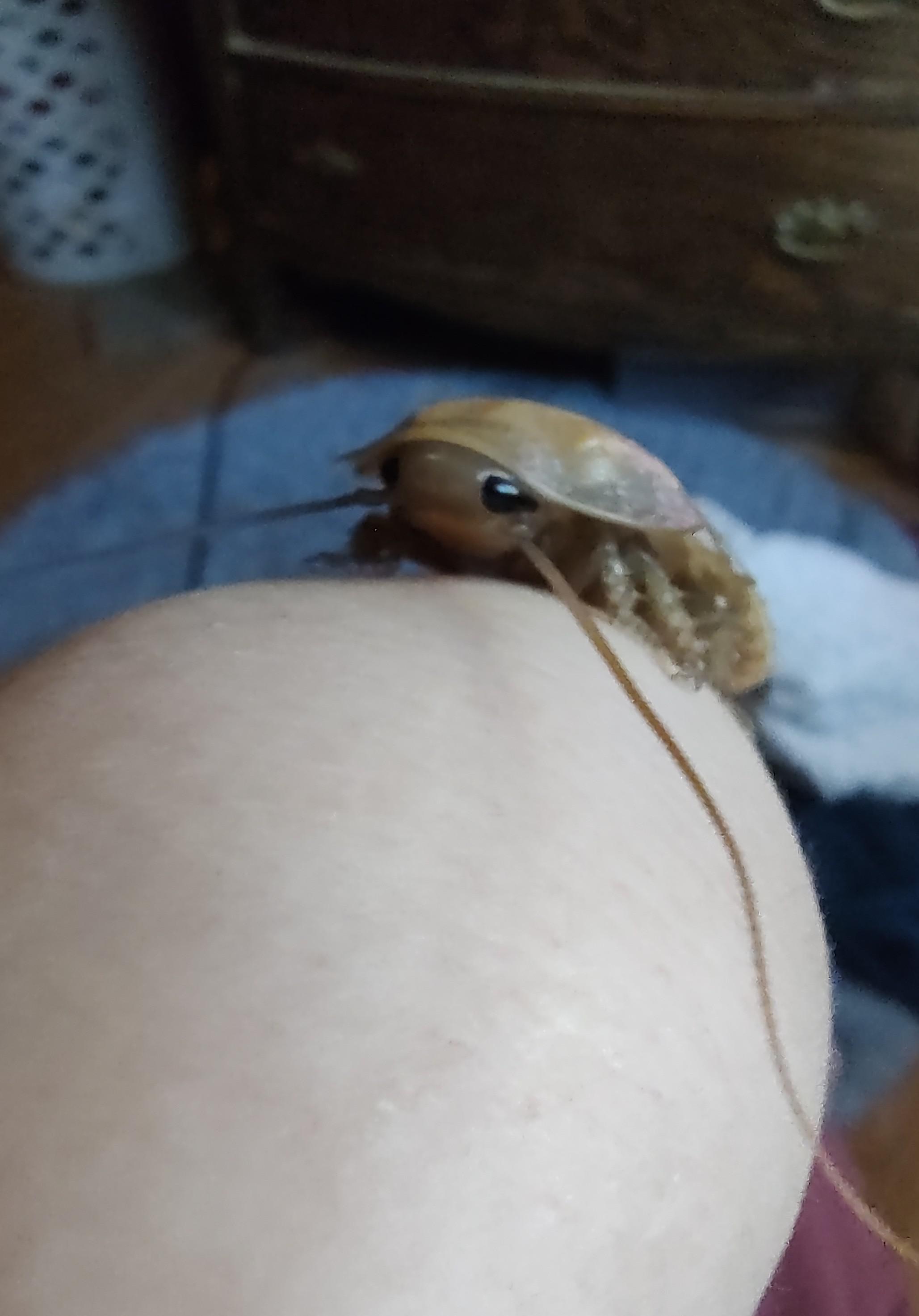 My roach molted yesterday [OC] | Scrolller