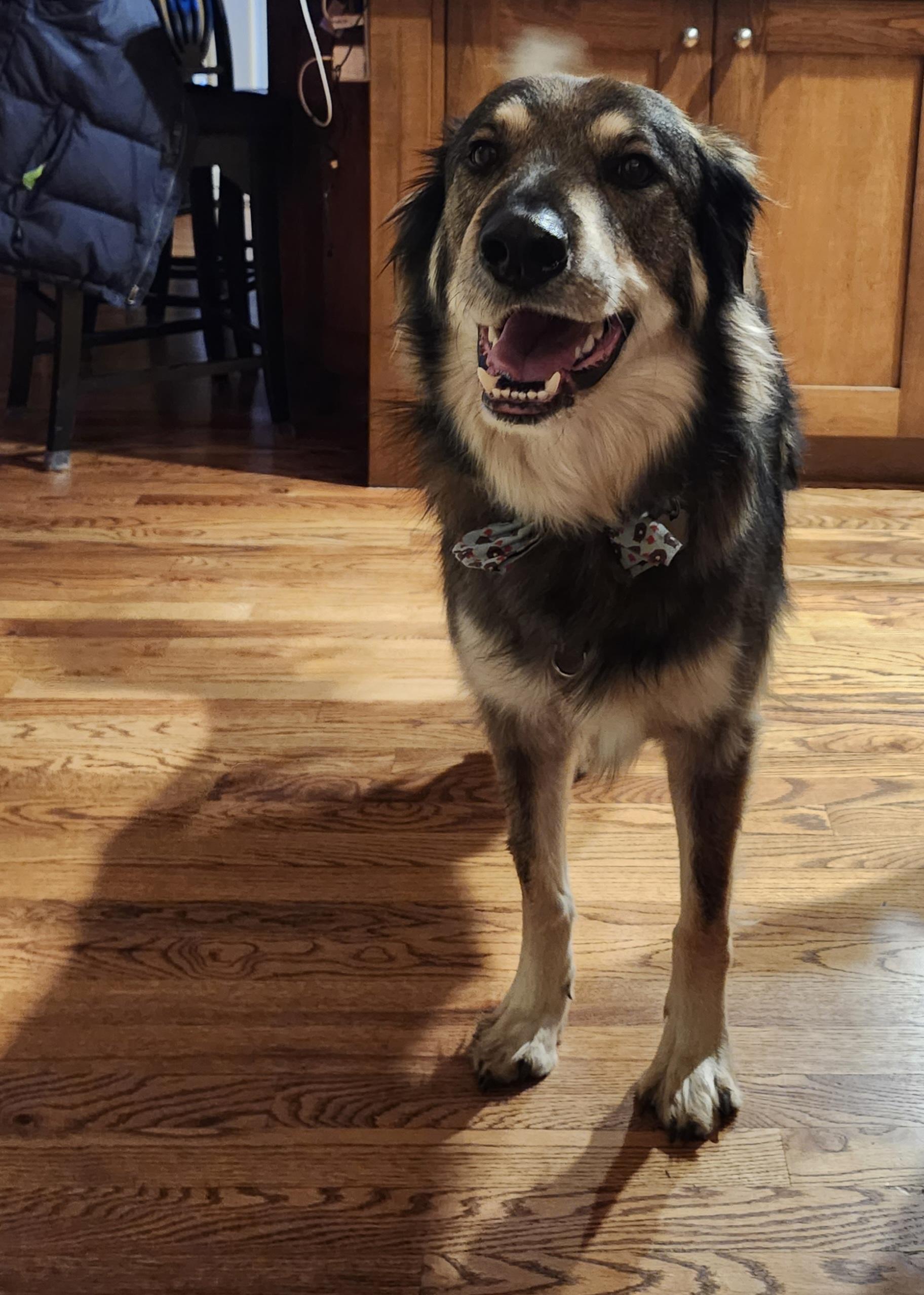 Rico just turned 4! | Scrolller