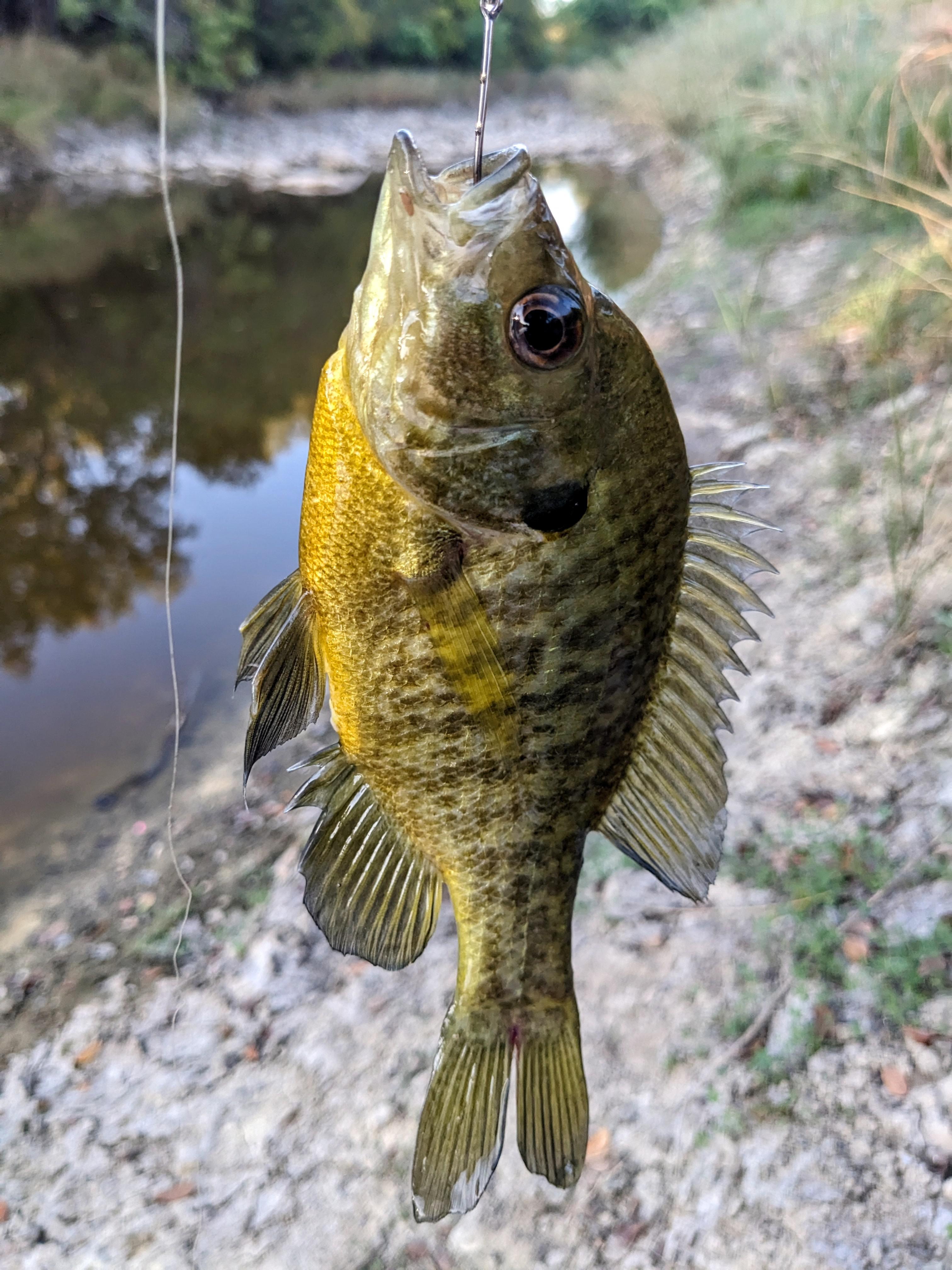 Need Help Identifying | Scrolller