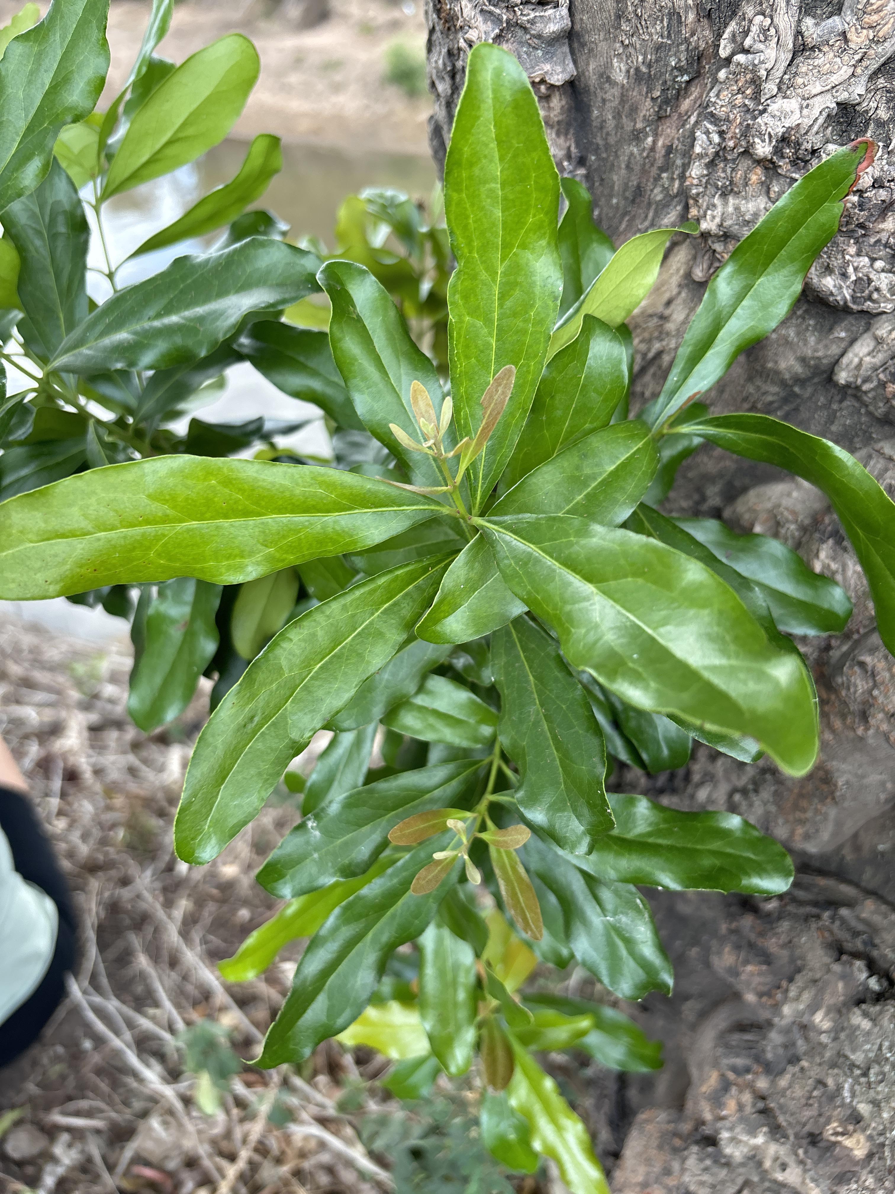 Issues with identification | Scrolller