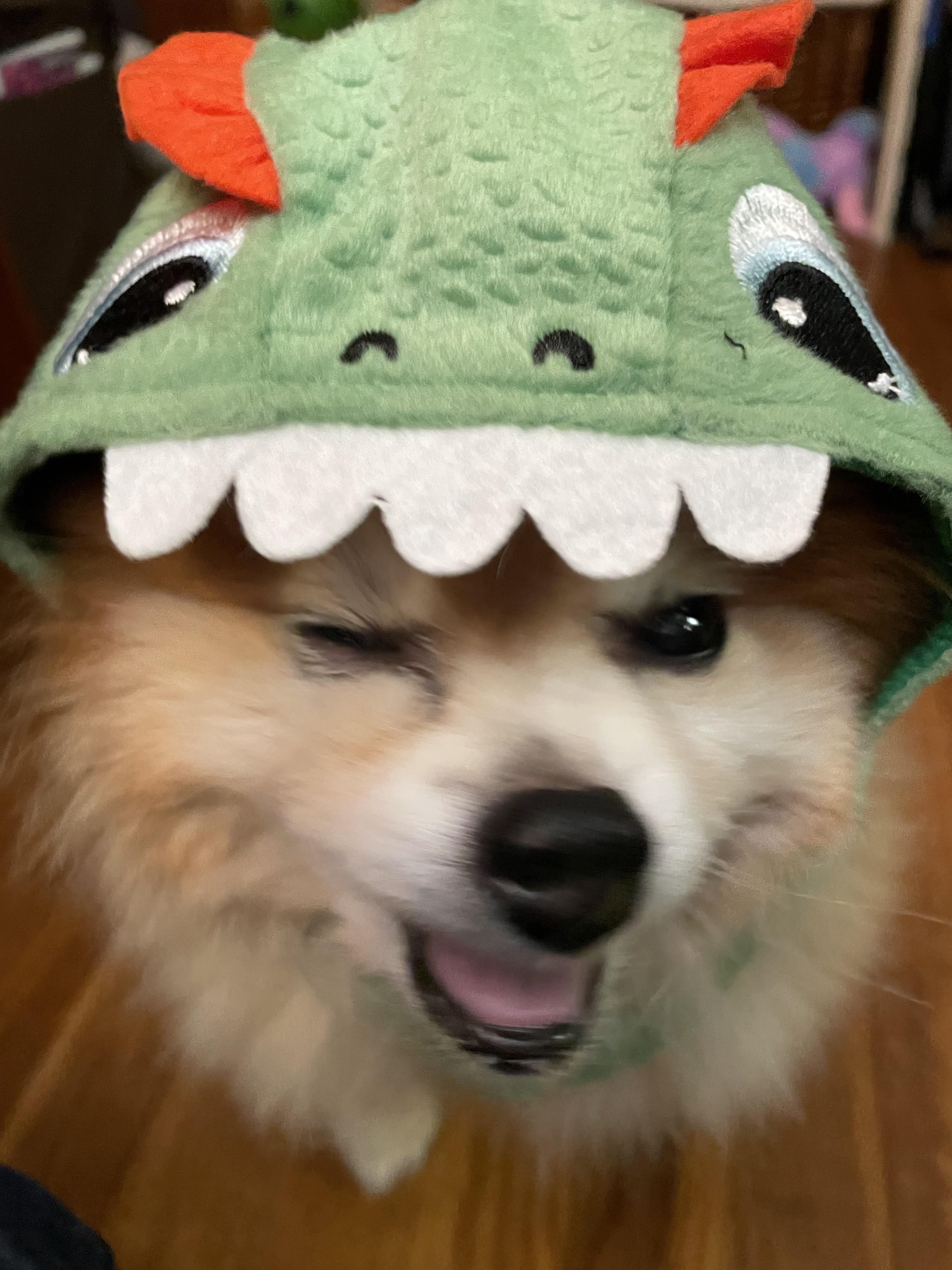 My little dinosaur is ready for trick-or-treating | Scrolller