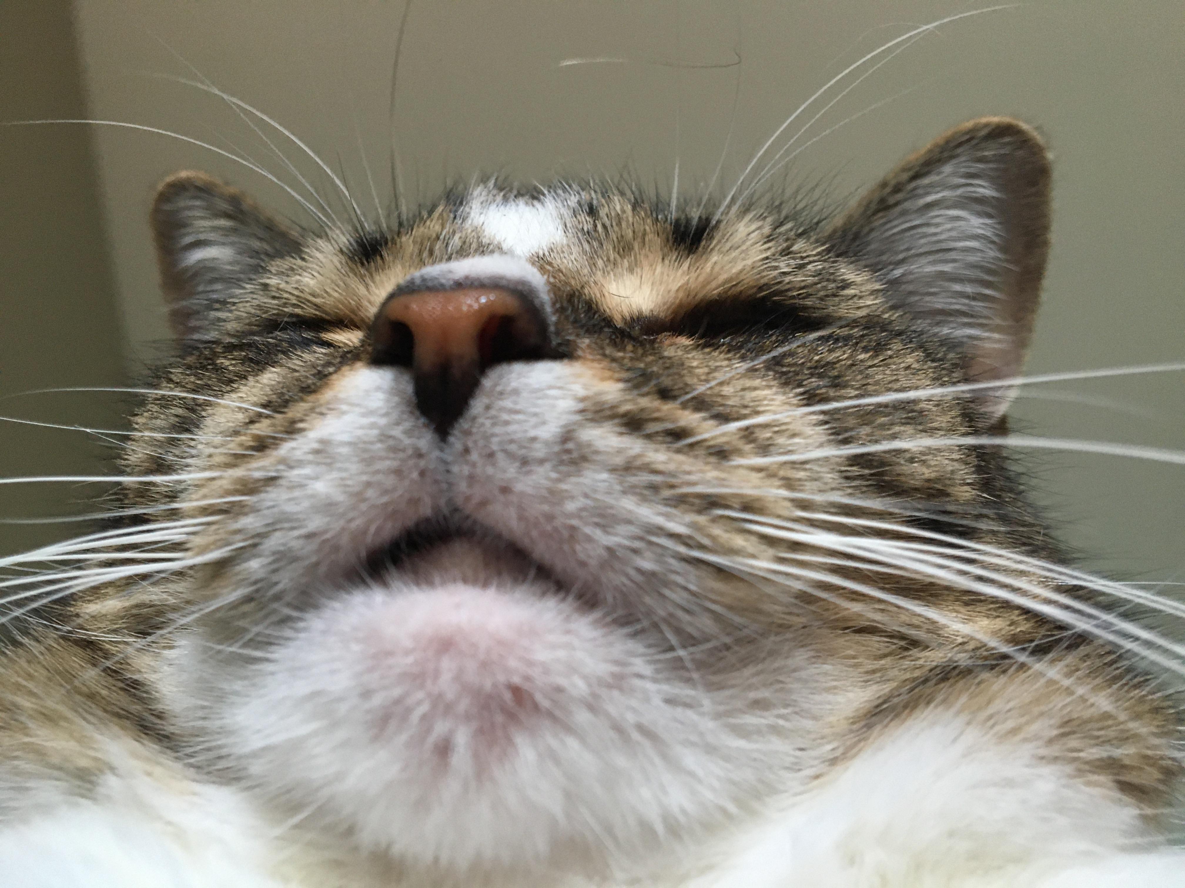 My big fluffy Tabby | Scrolller