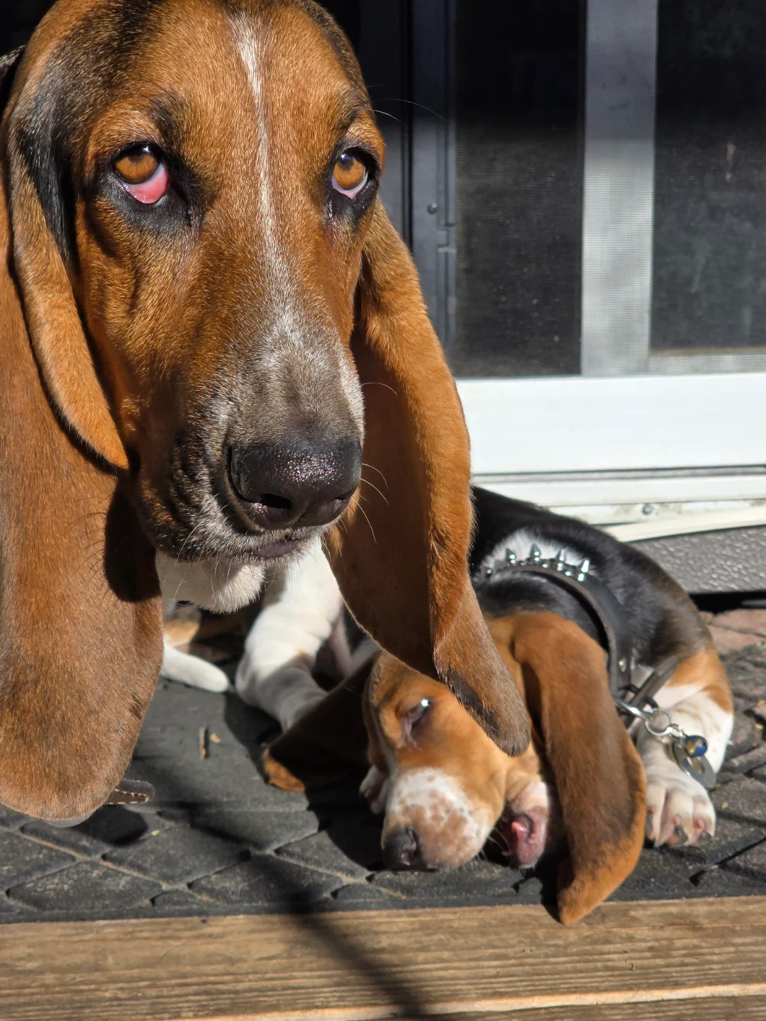 Peaches and Steve | Scrolller