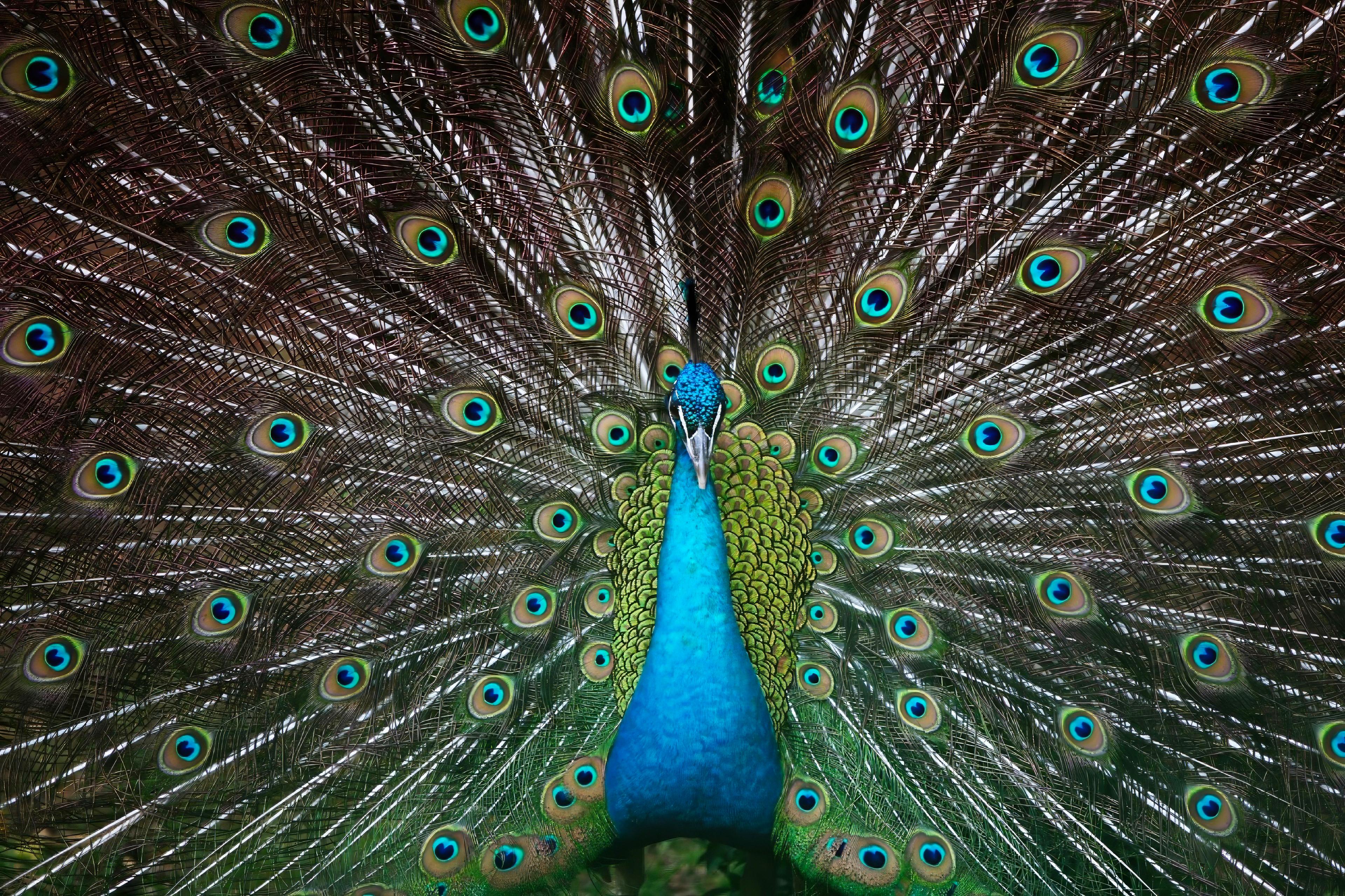 Peacock spreads its tail | Scrolller