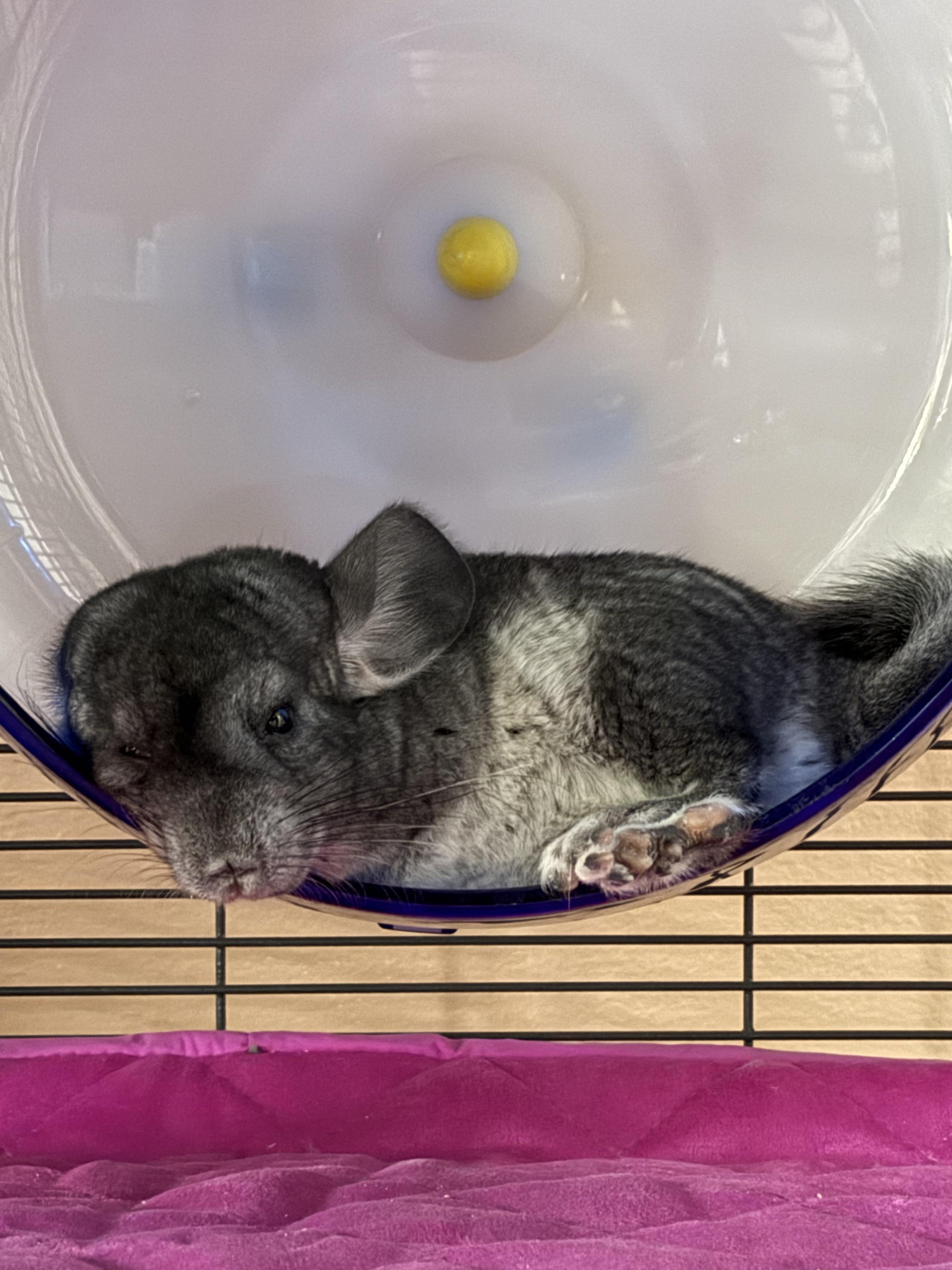 Pearl napping on her side | Scrolller