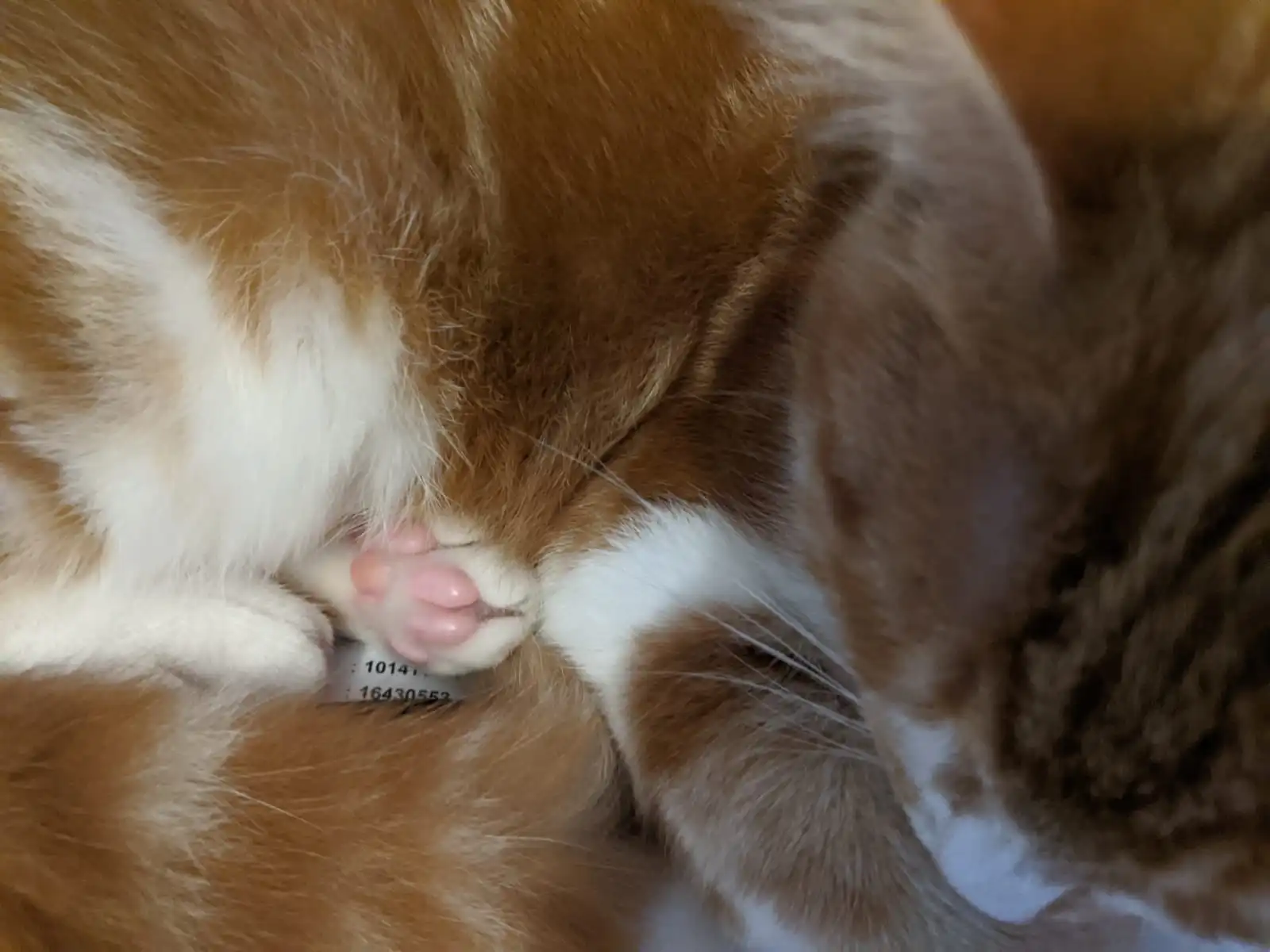 Peek-a-beans | Scrolller