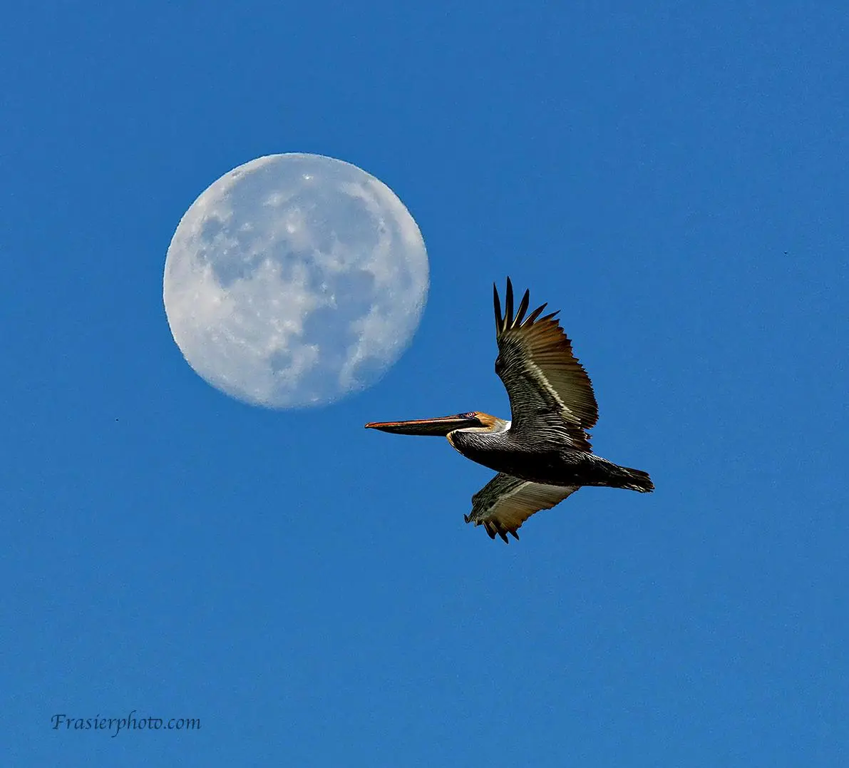 Pelican Moonshot | Scrolller