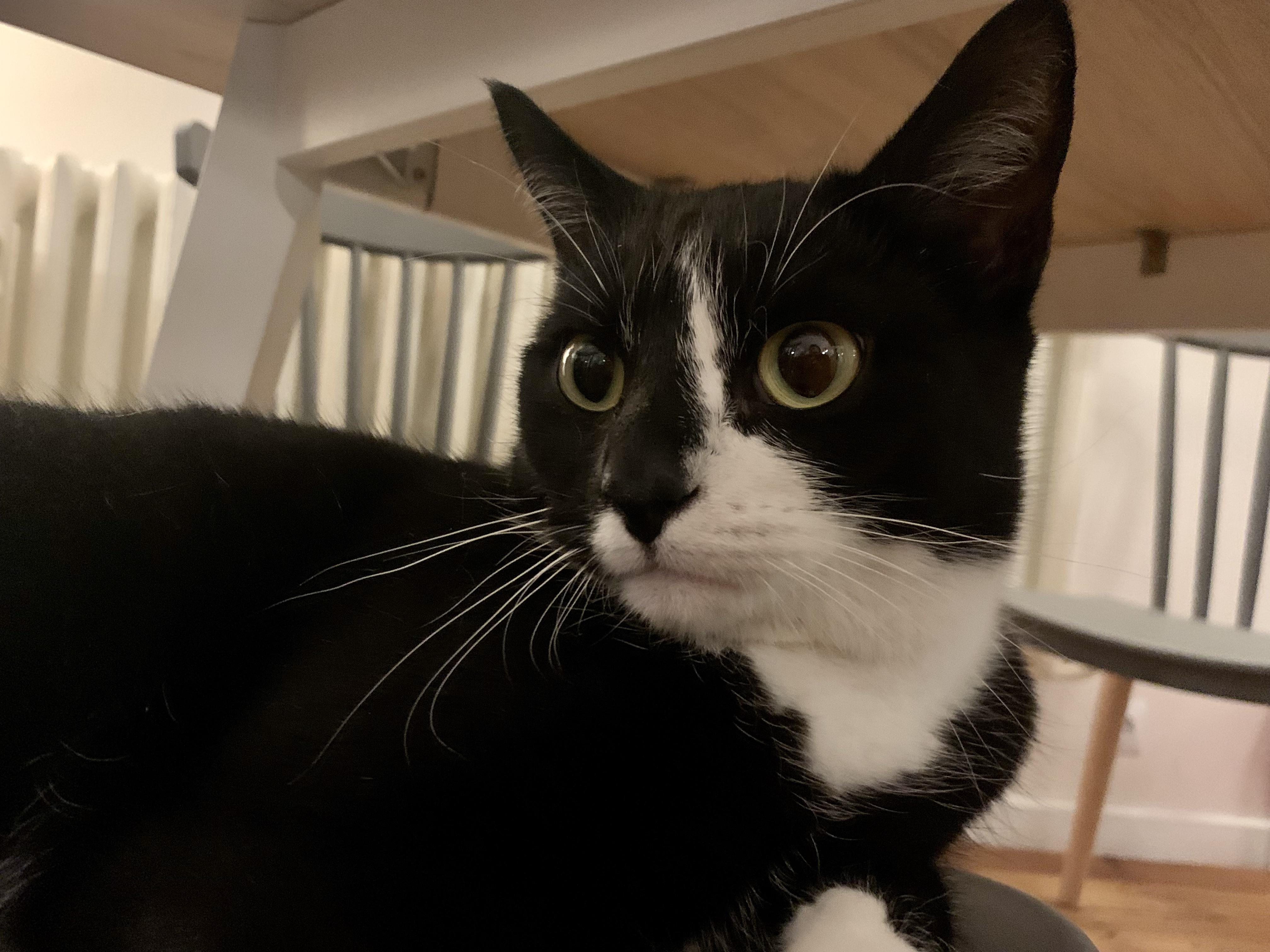 Pepper the Startled | Scrolller