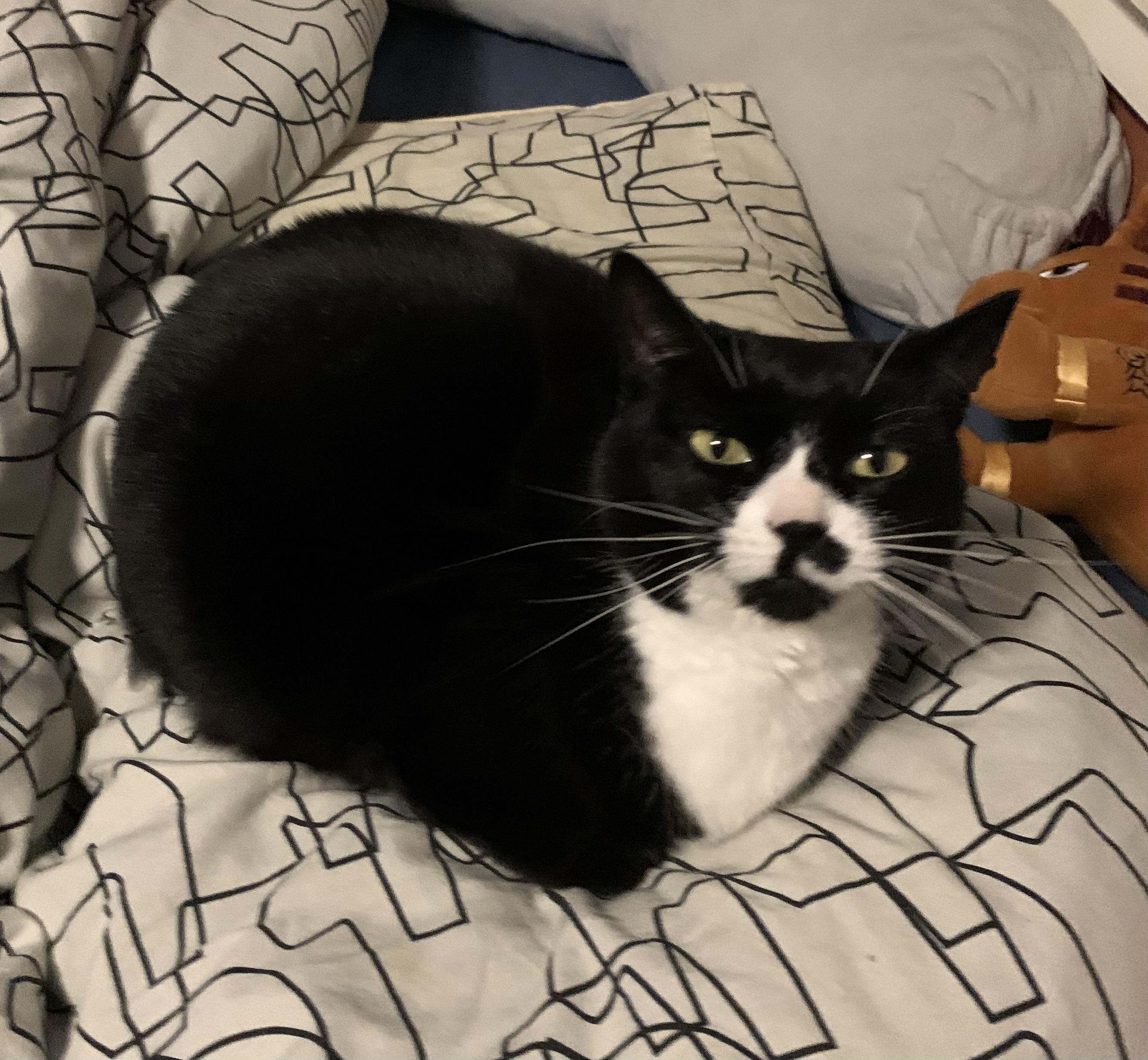 Perfect tuxie loaf | Scrolller