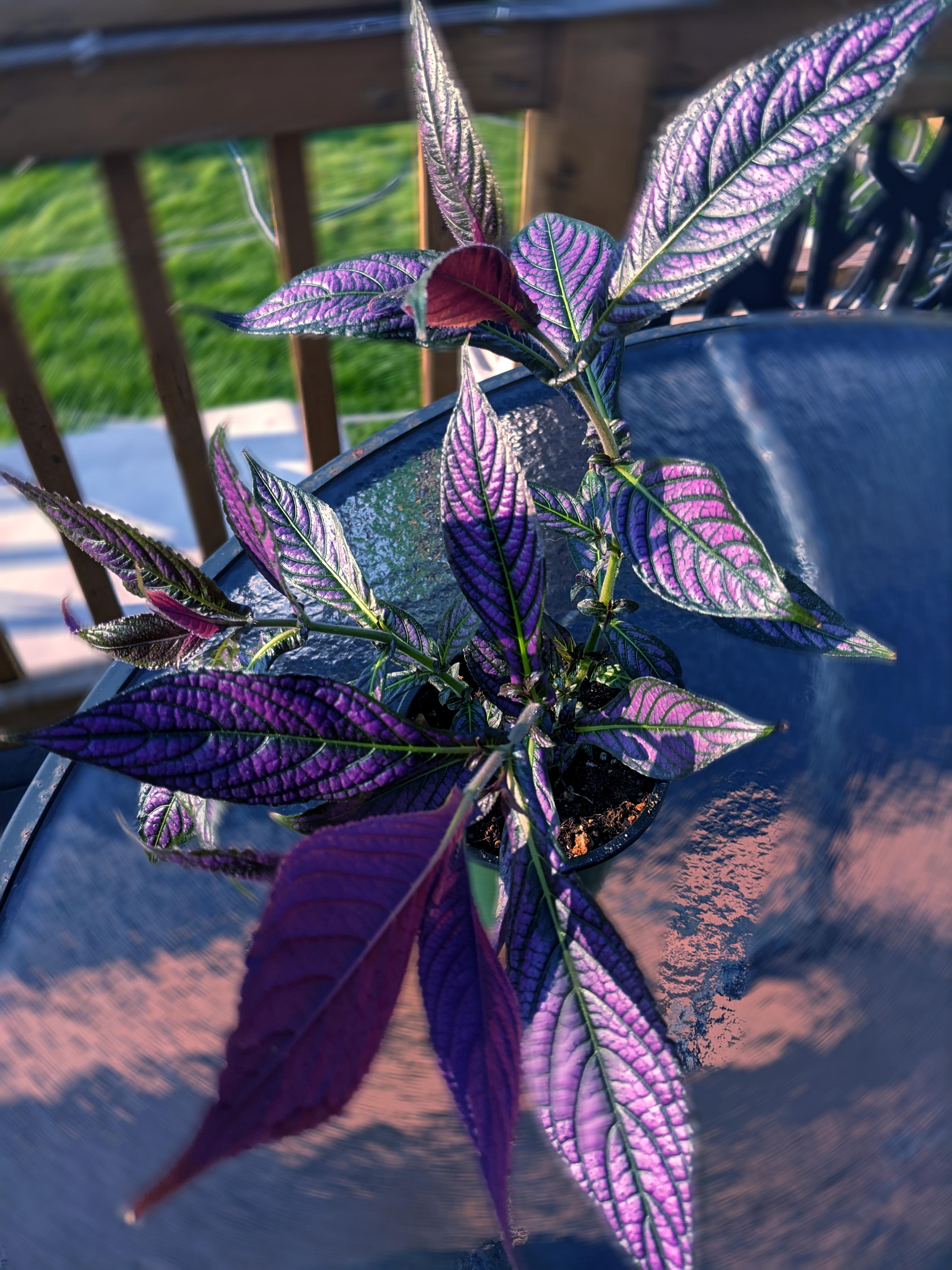 Persian Shield (new arrival) | Scrolller