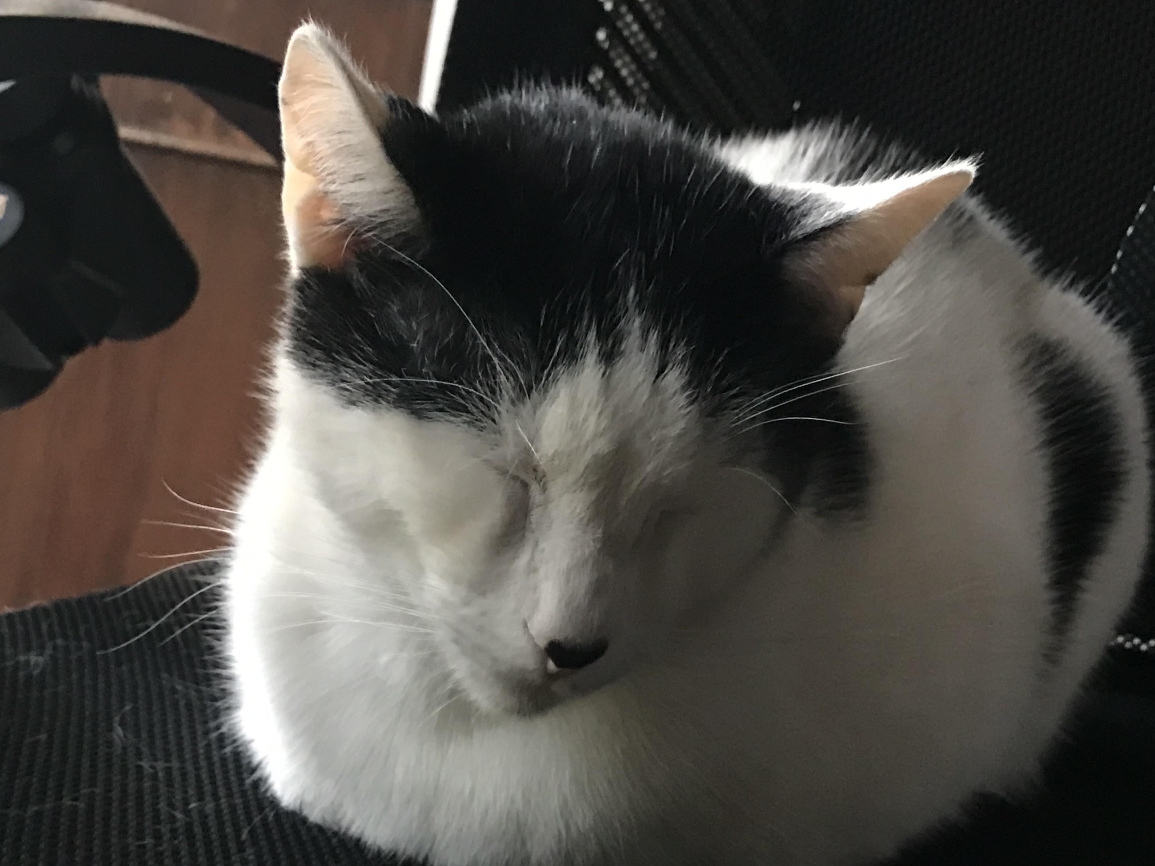 Pete, loafing | Scrolller