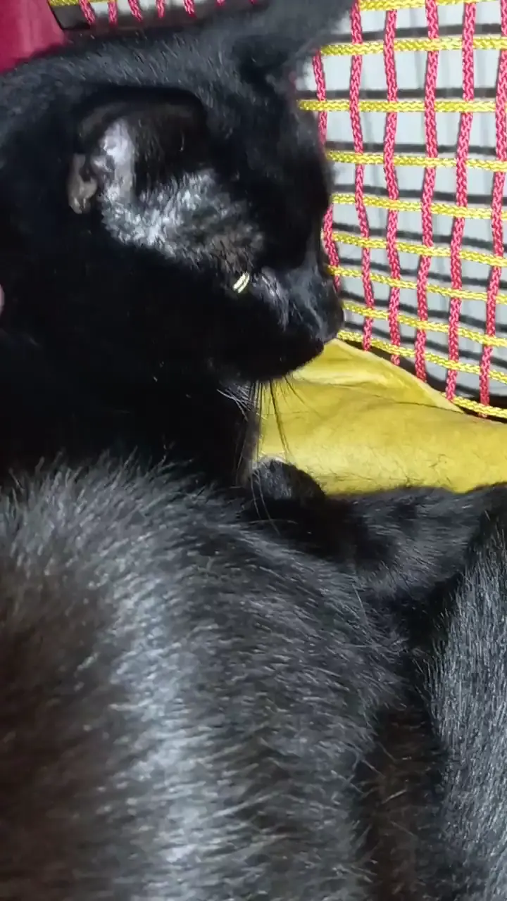 Petting my cat every day until silksong comes out - Day 160 | Scrolller