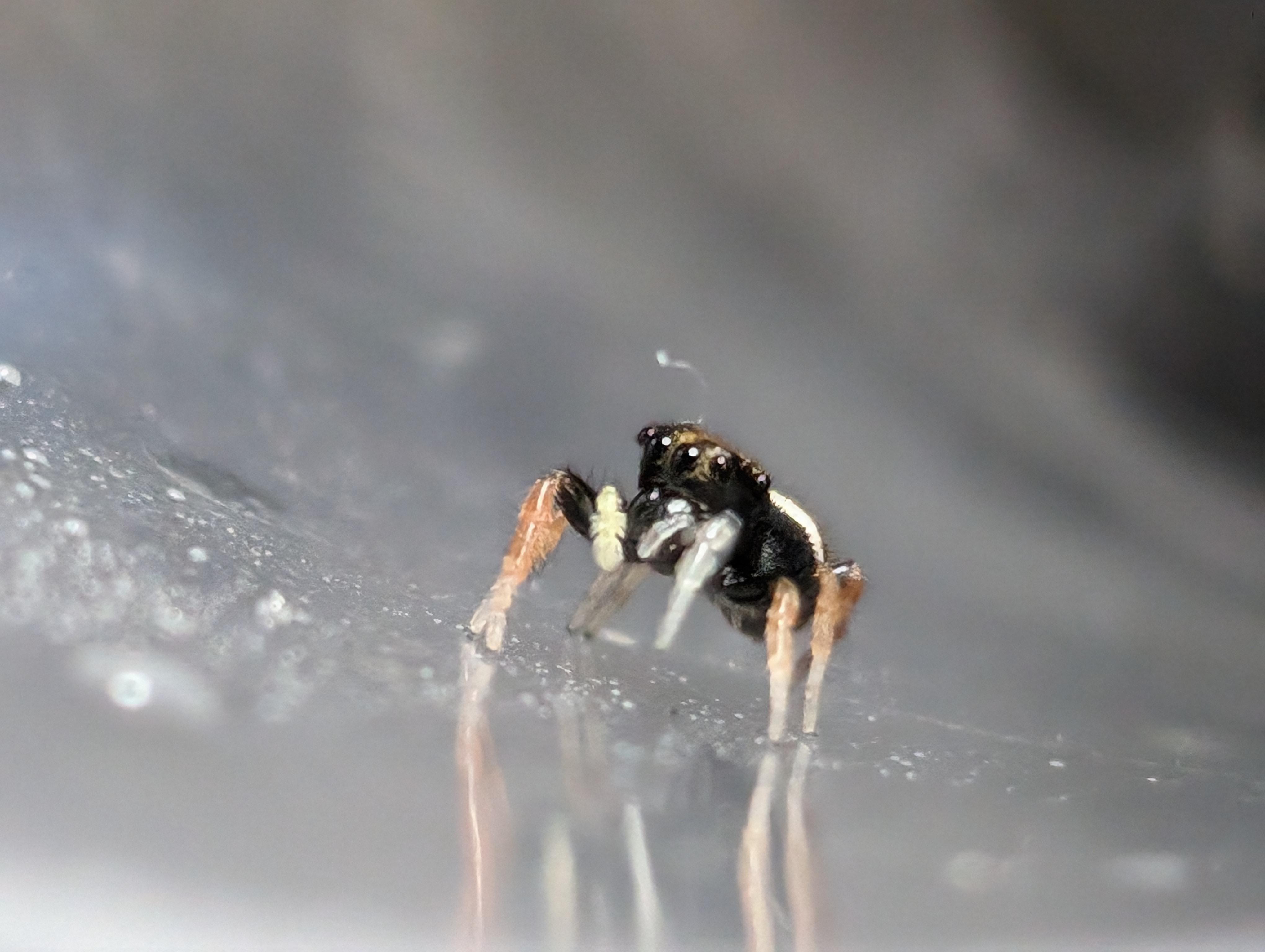 Species/gender help? | Scrolller