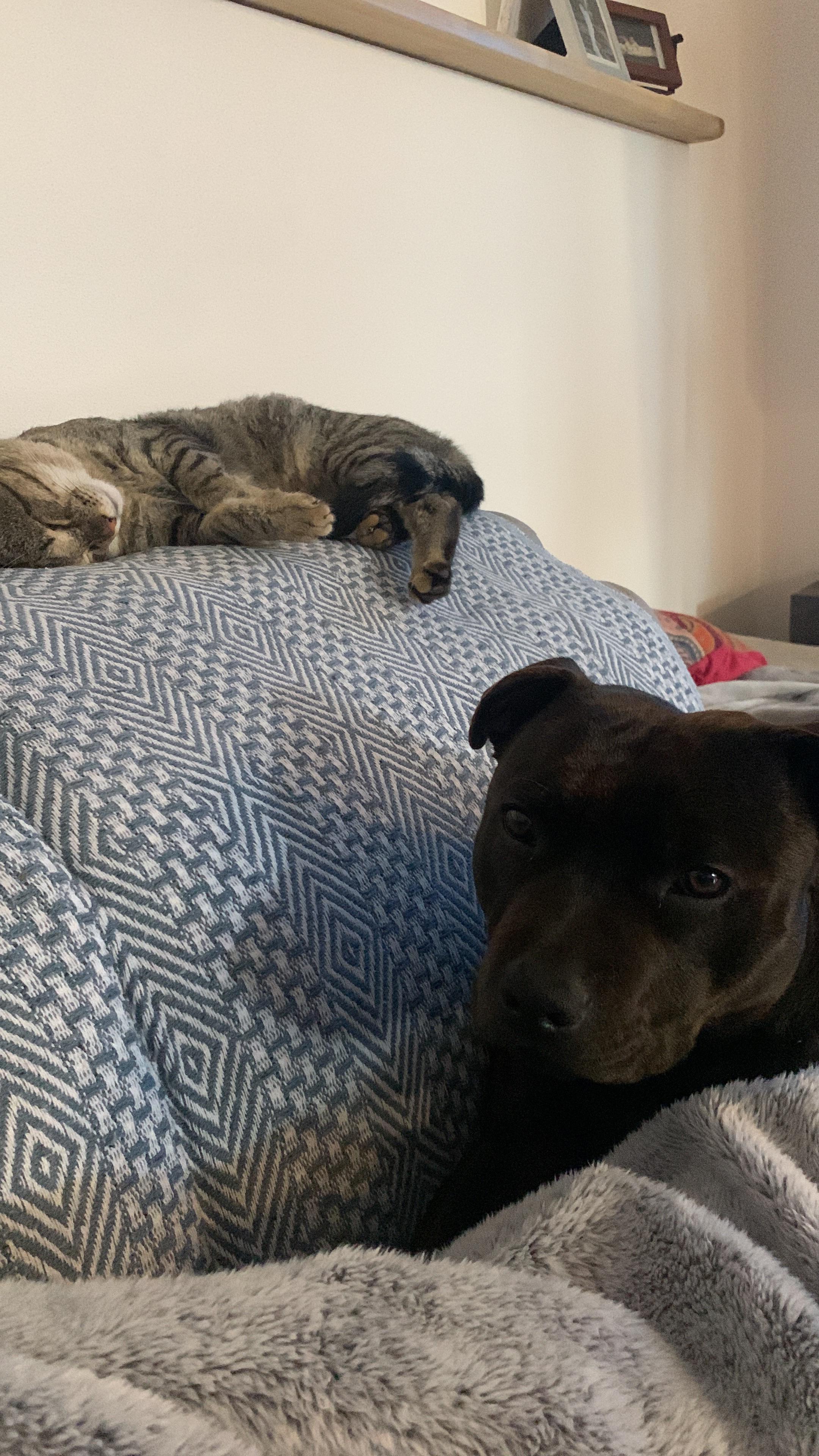 Best pals | Scrolller