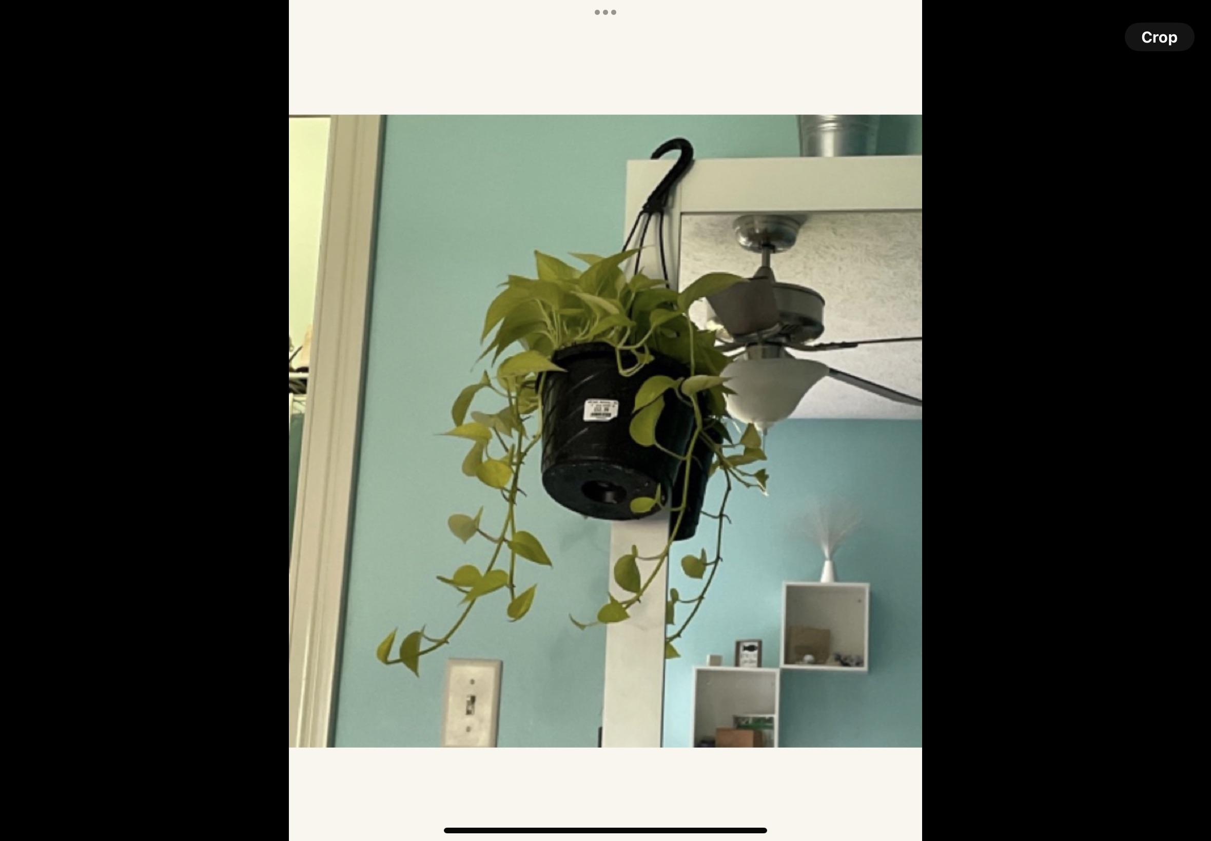 Neon Pothos Dying | Scrolller