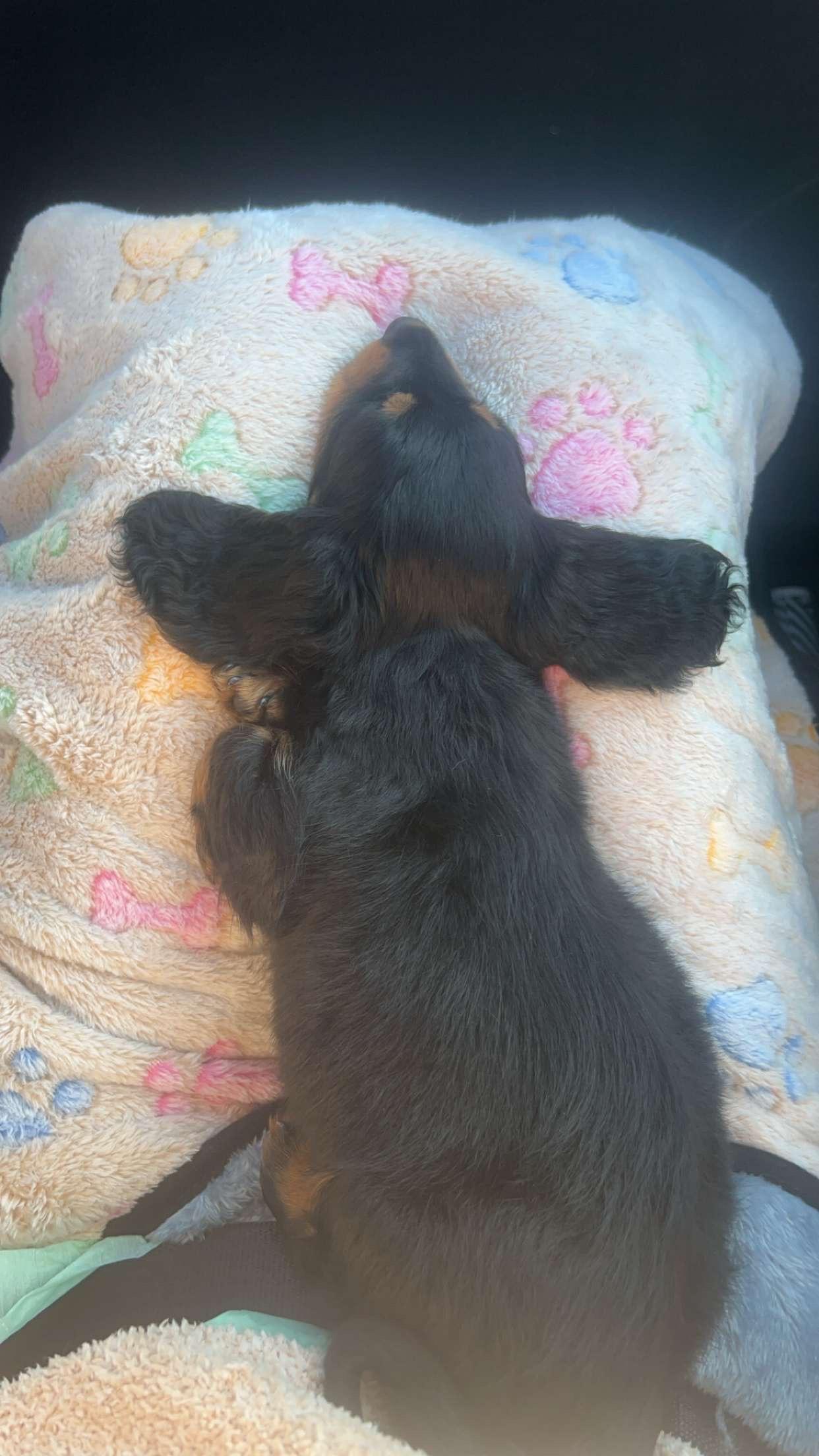 Meet Murphy!! | Scrolller