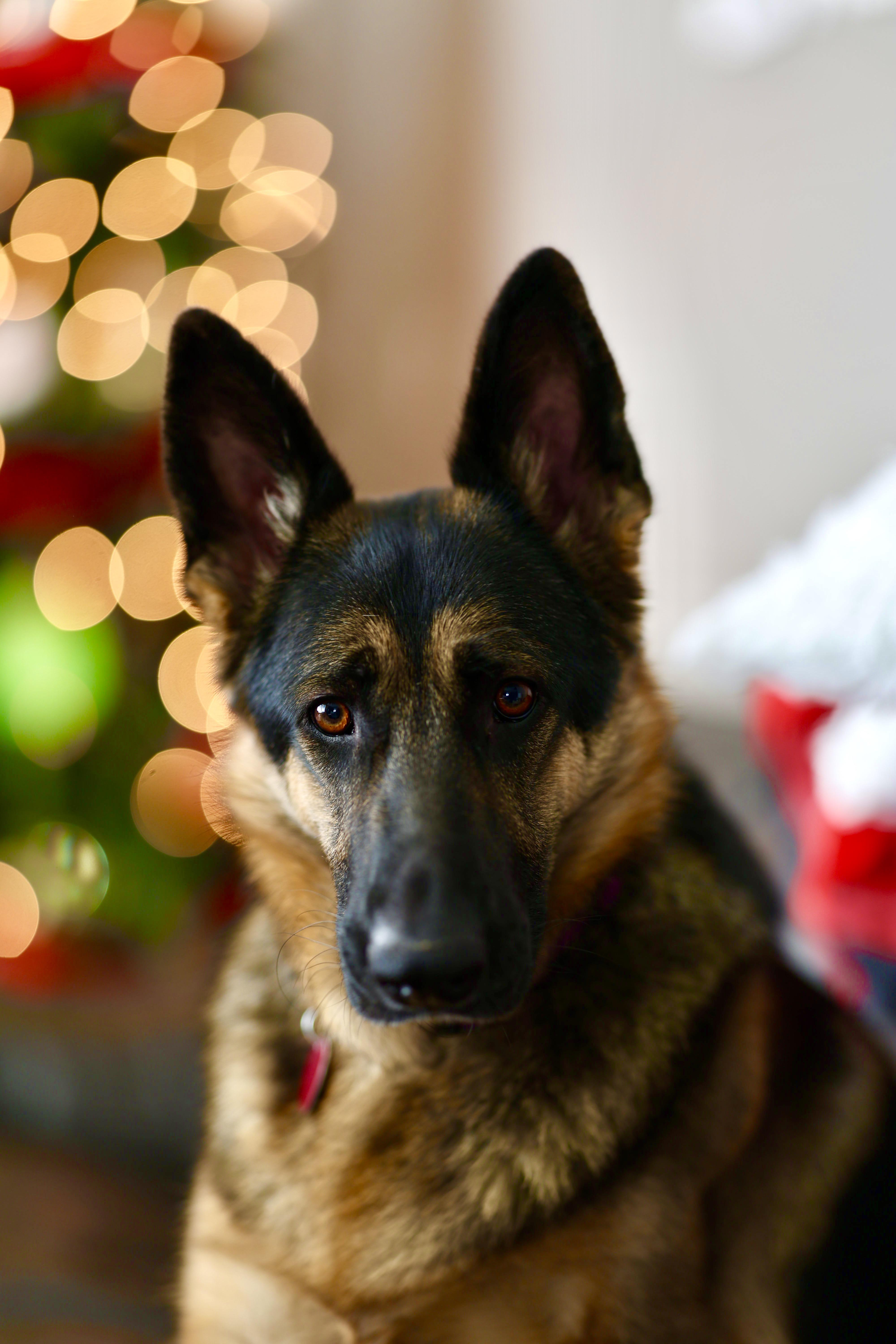 Phoebe @ 3 | Scrolller