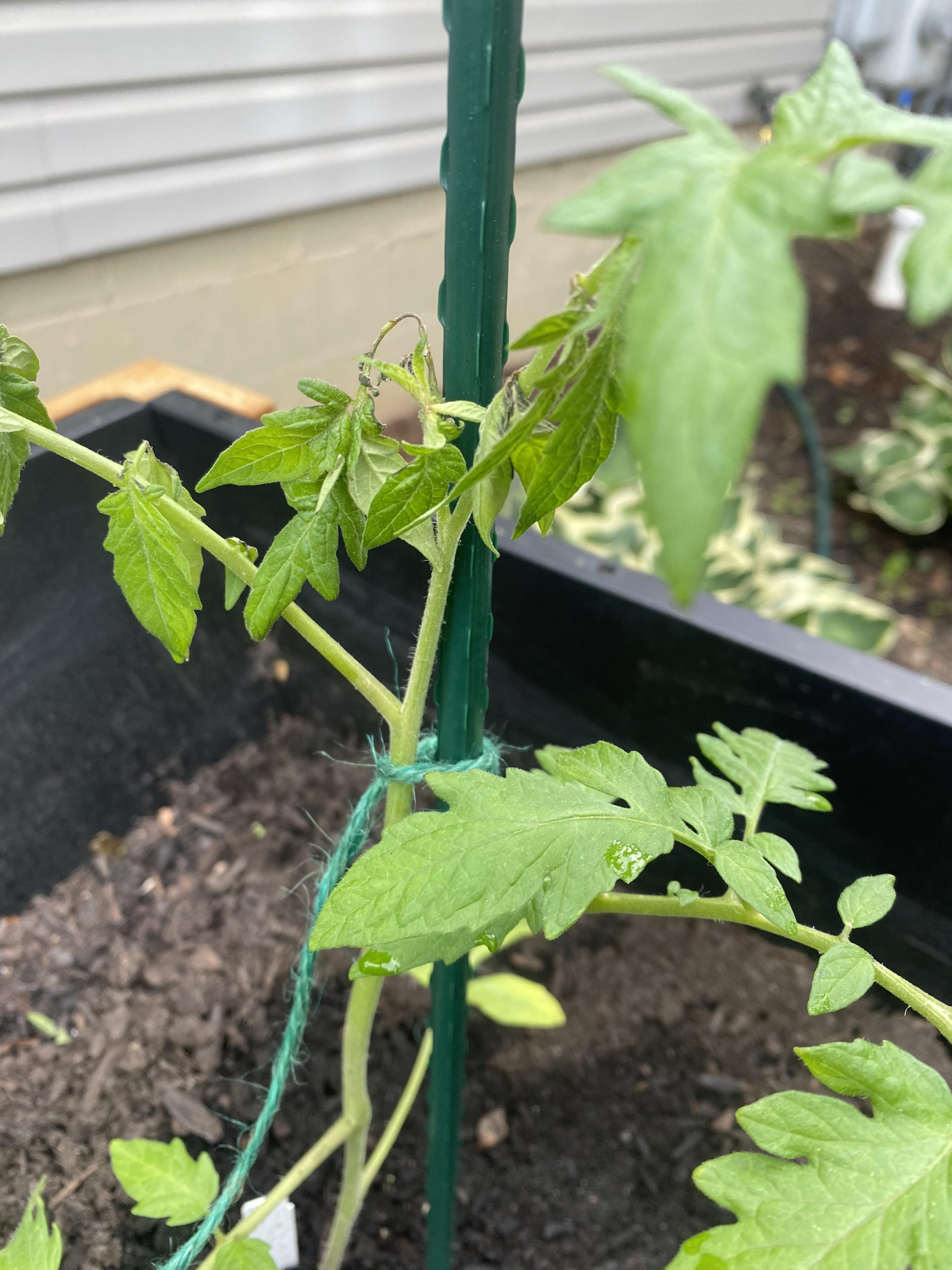 Tomato plant question? | Scrolller
