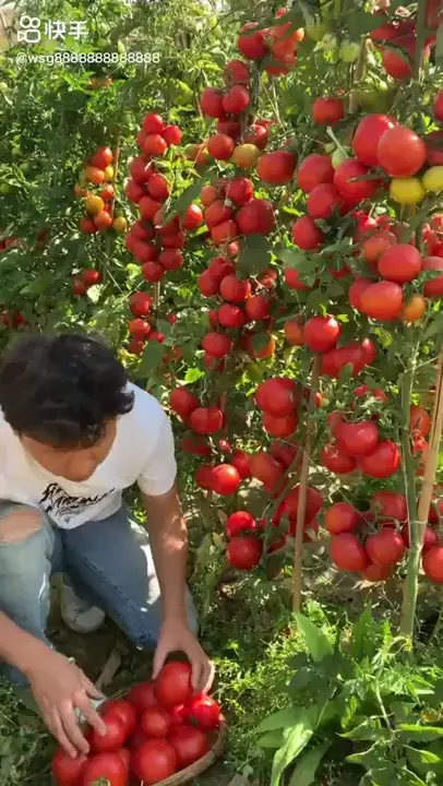 Piao pia 15 | Scrolller