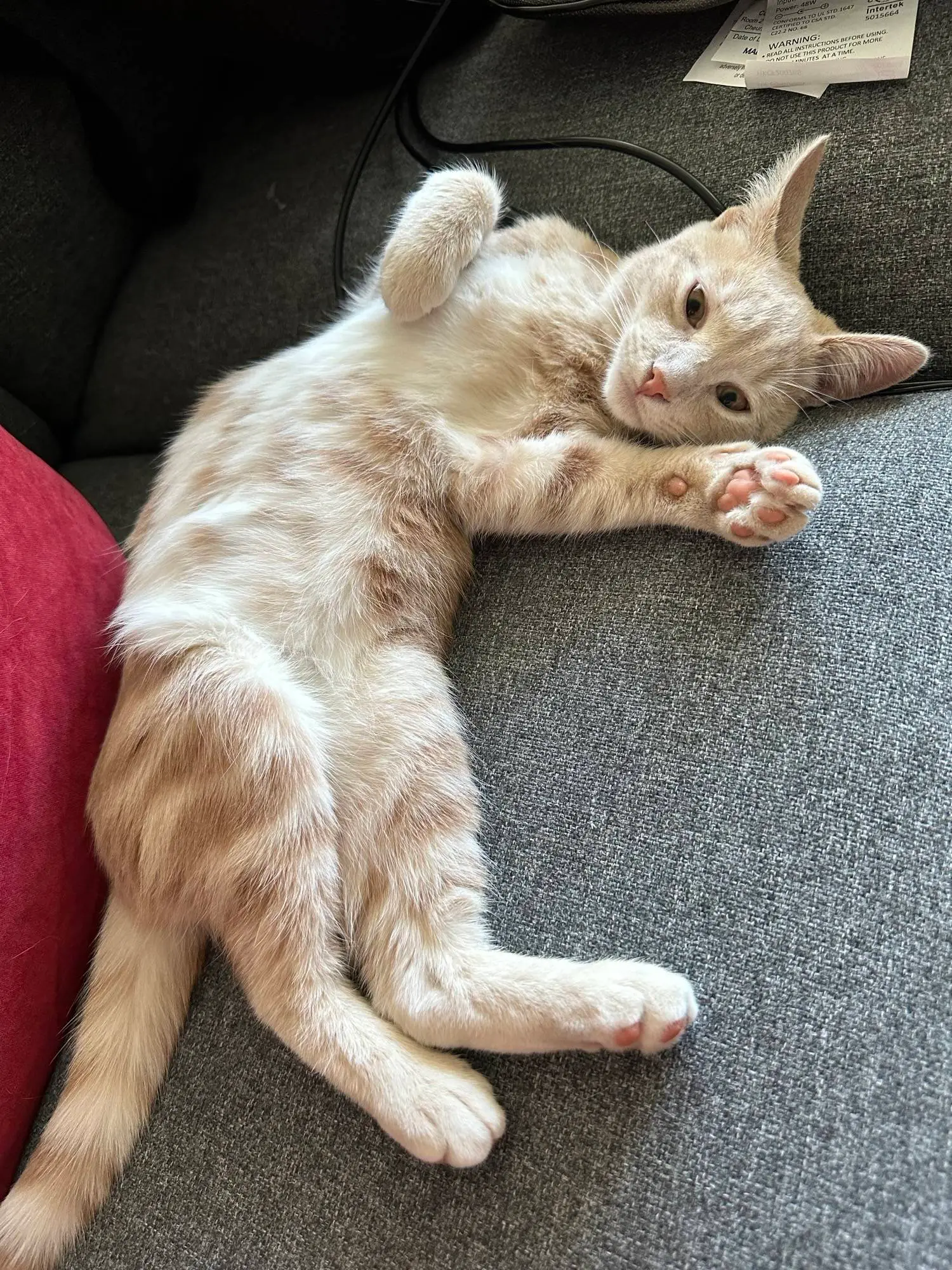 Pink beans | Scrolller