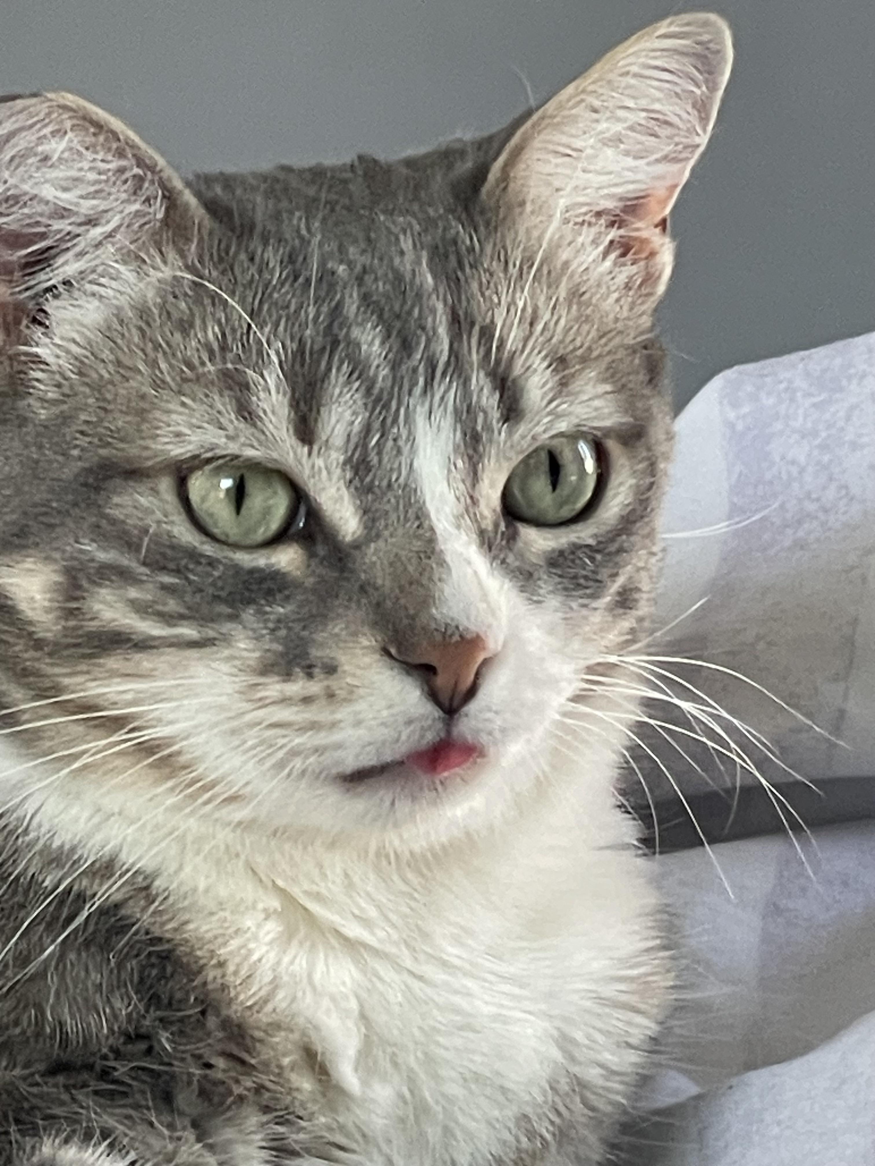 Pinky, li’l after-cleaning-blep | Scrolller