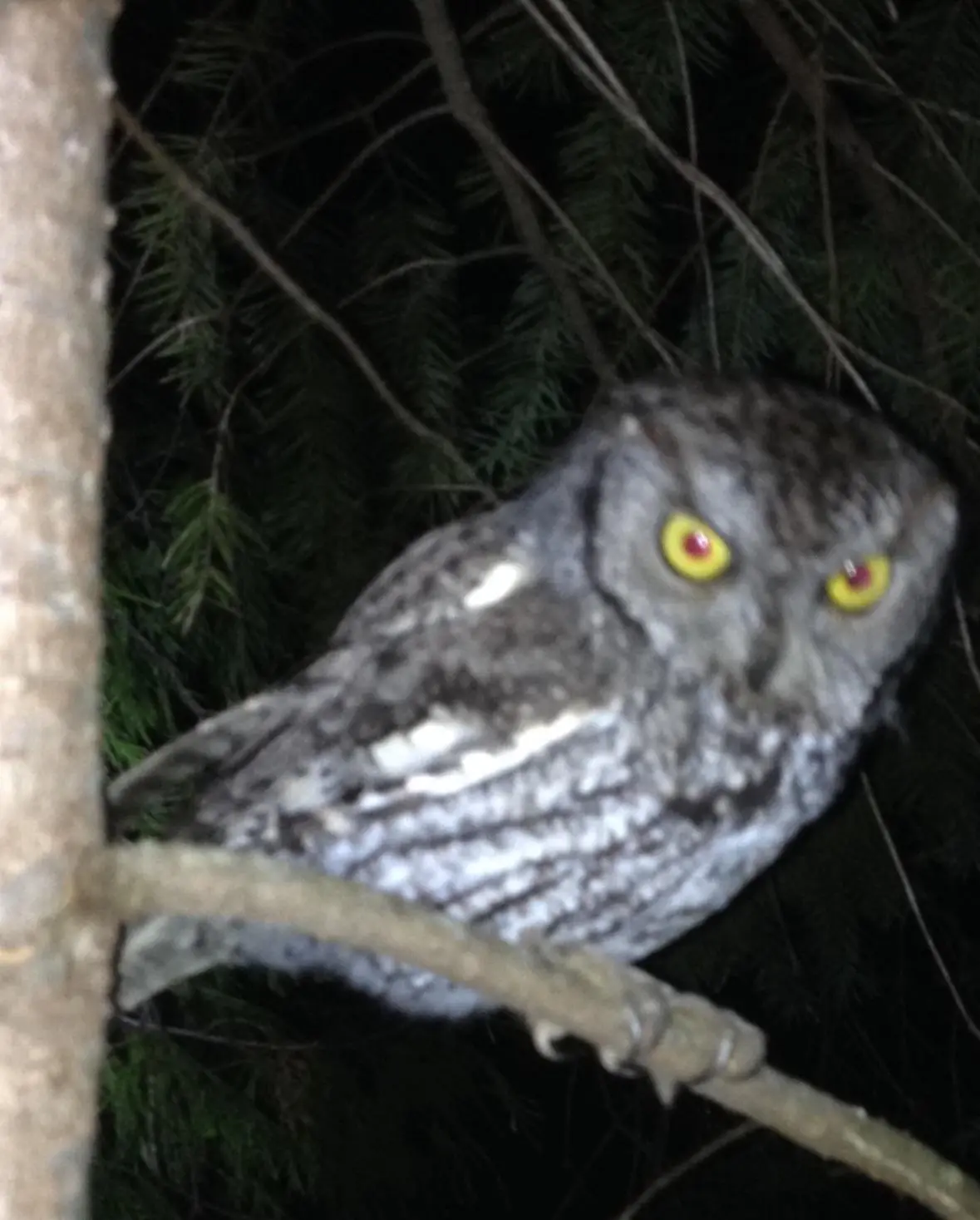 Pissed off owl | Scrolller