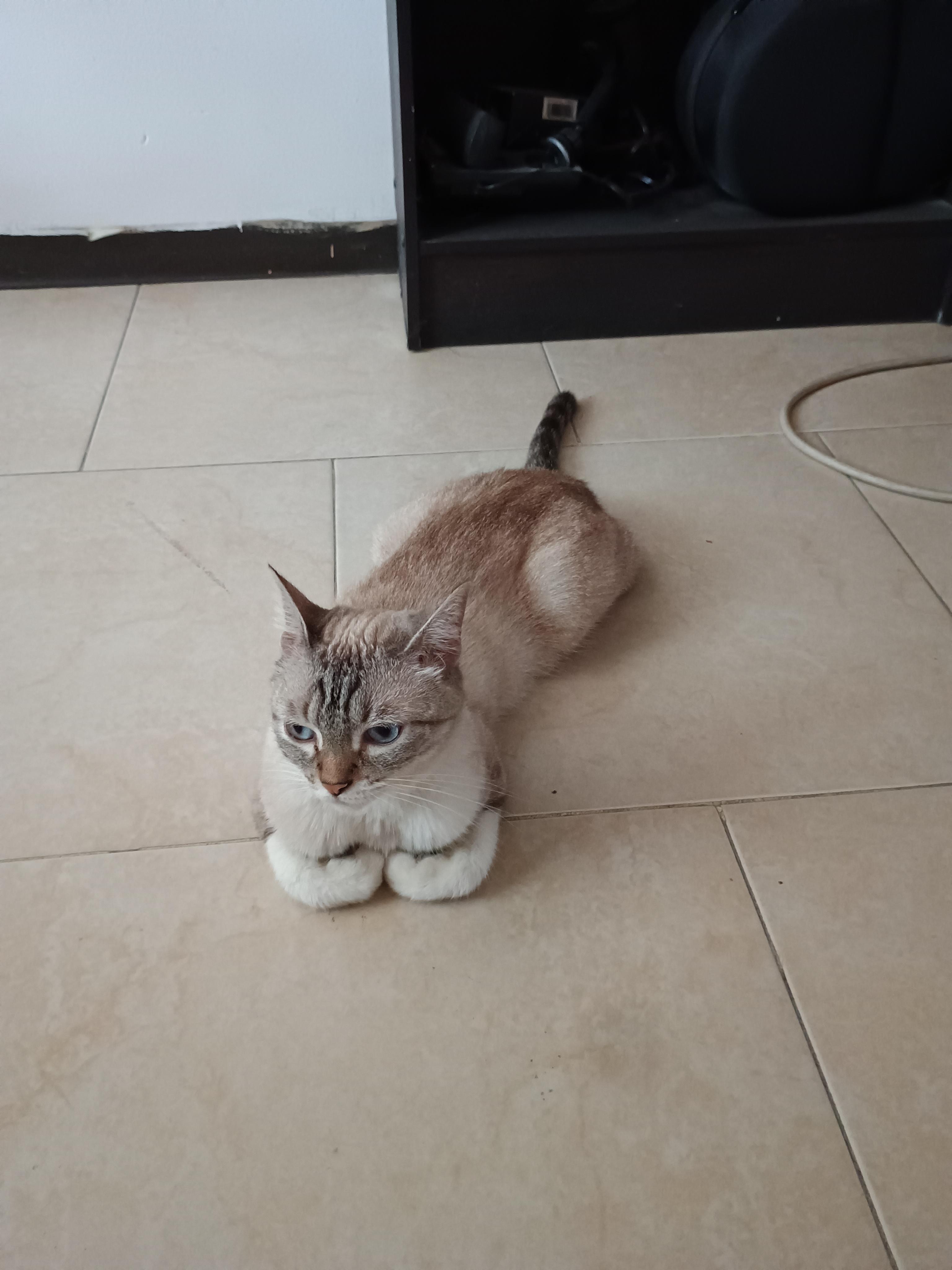 Pixie loaf | Scrolller