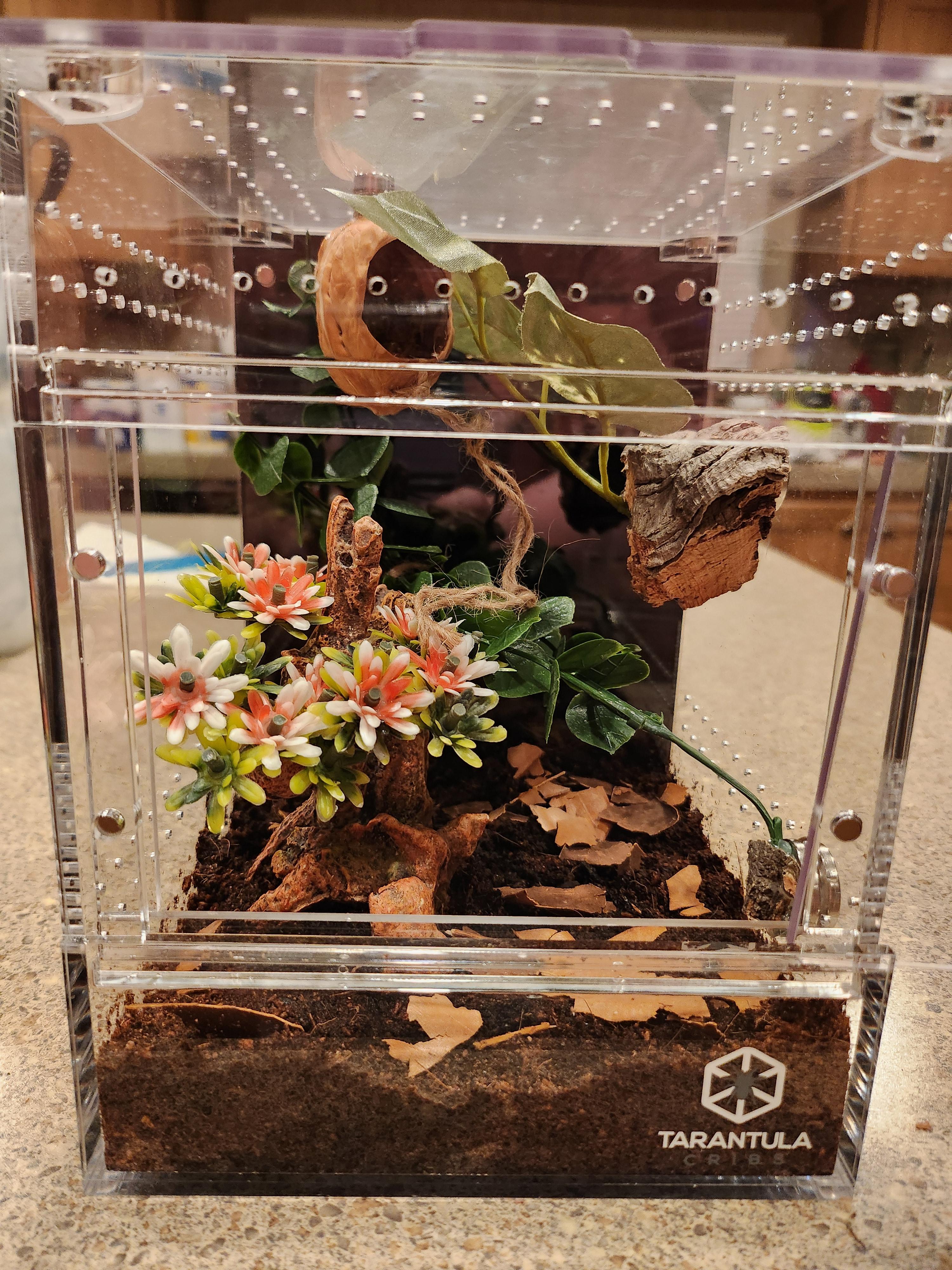 1st time Regal bioactive enclosure build. | Scrolller