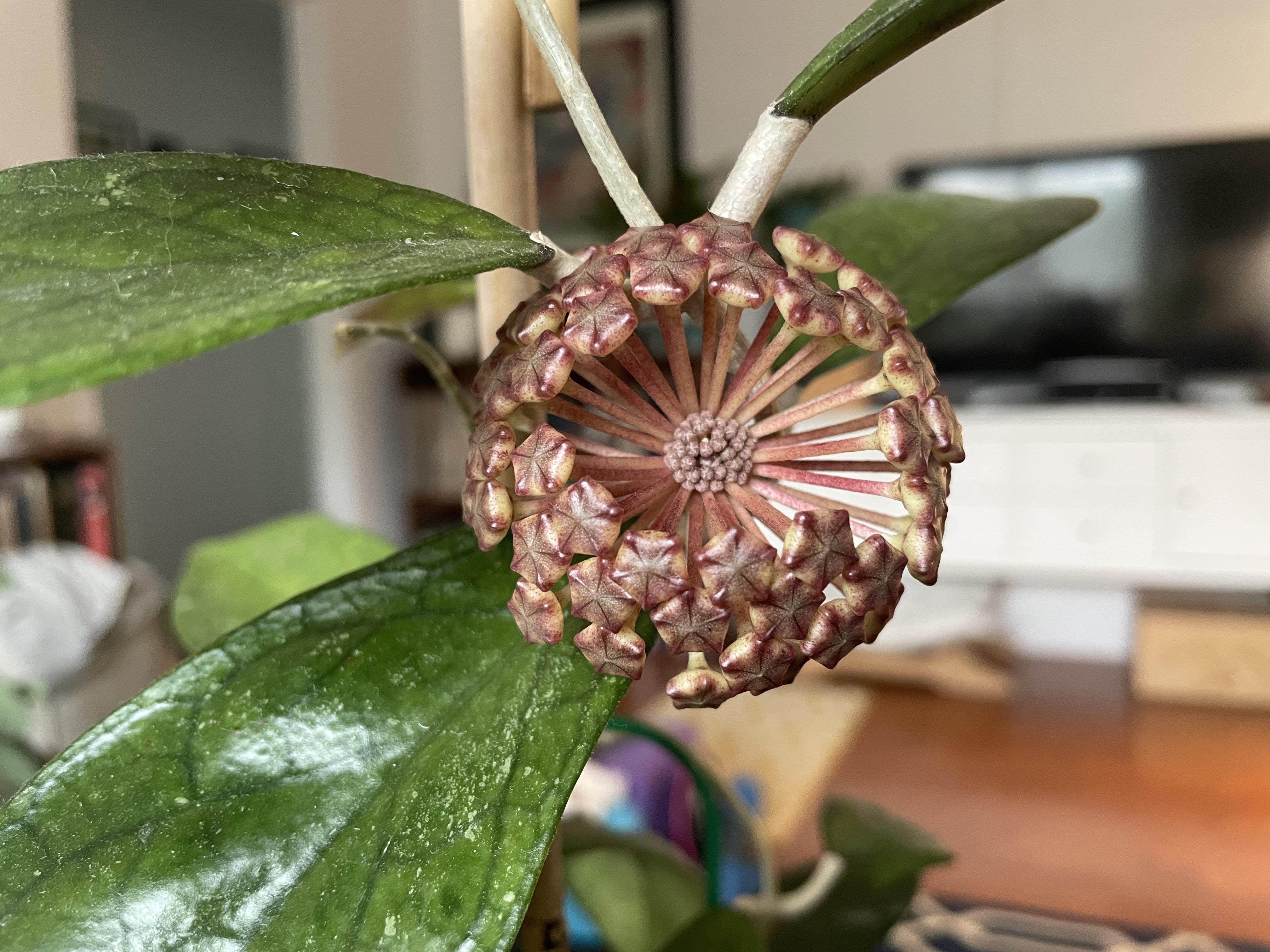 Hoya jennifer | Scrolller