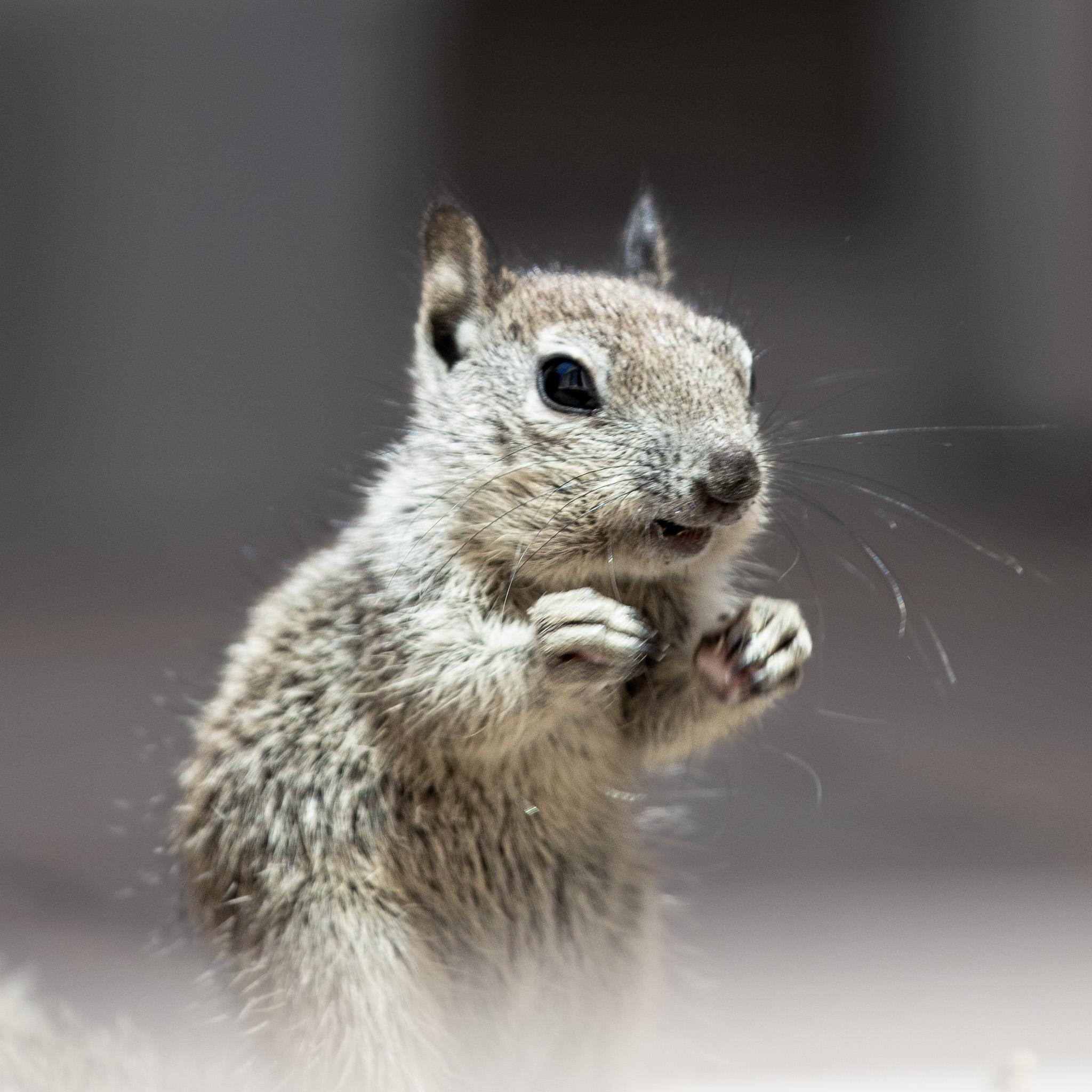 Little Nugget Alert [California Ground Squirrels] | Scrolller