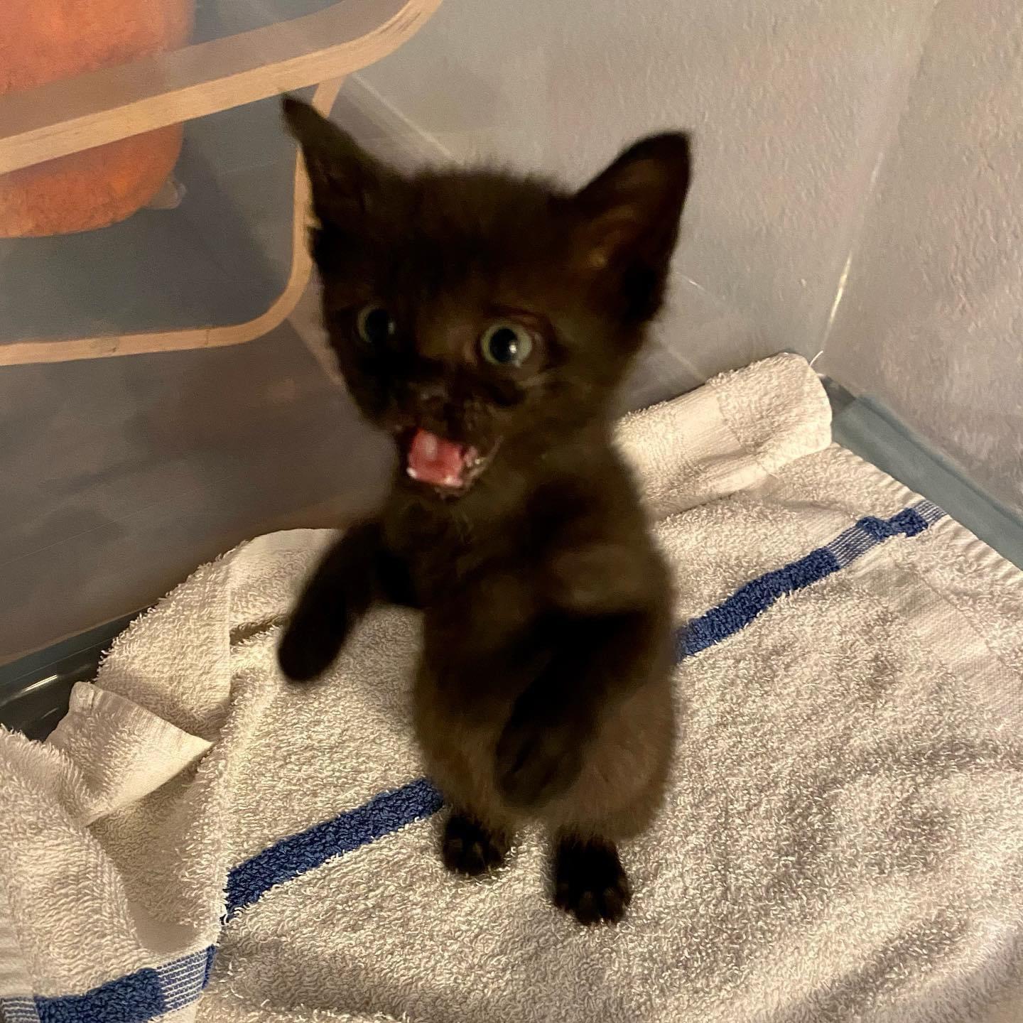 Discover more like Aww: She evolved from werekitten to void goddess and Related Content | Scrolller