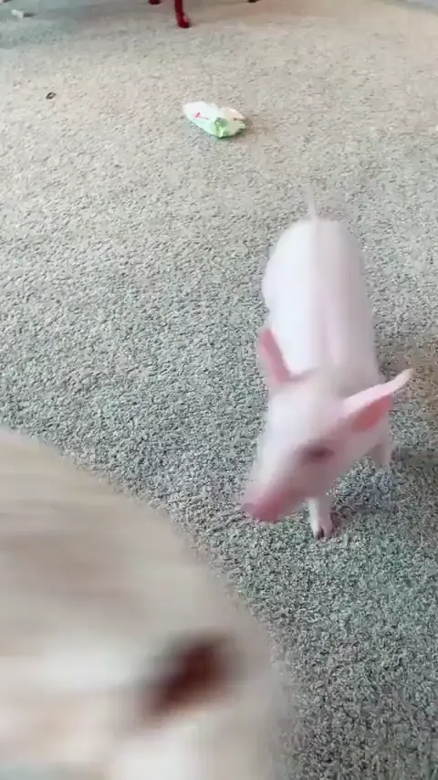 Playful Pals | Scrolller