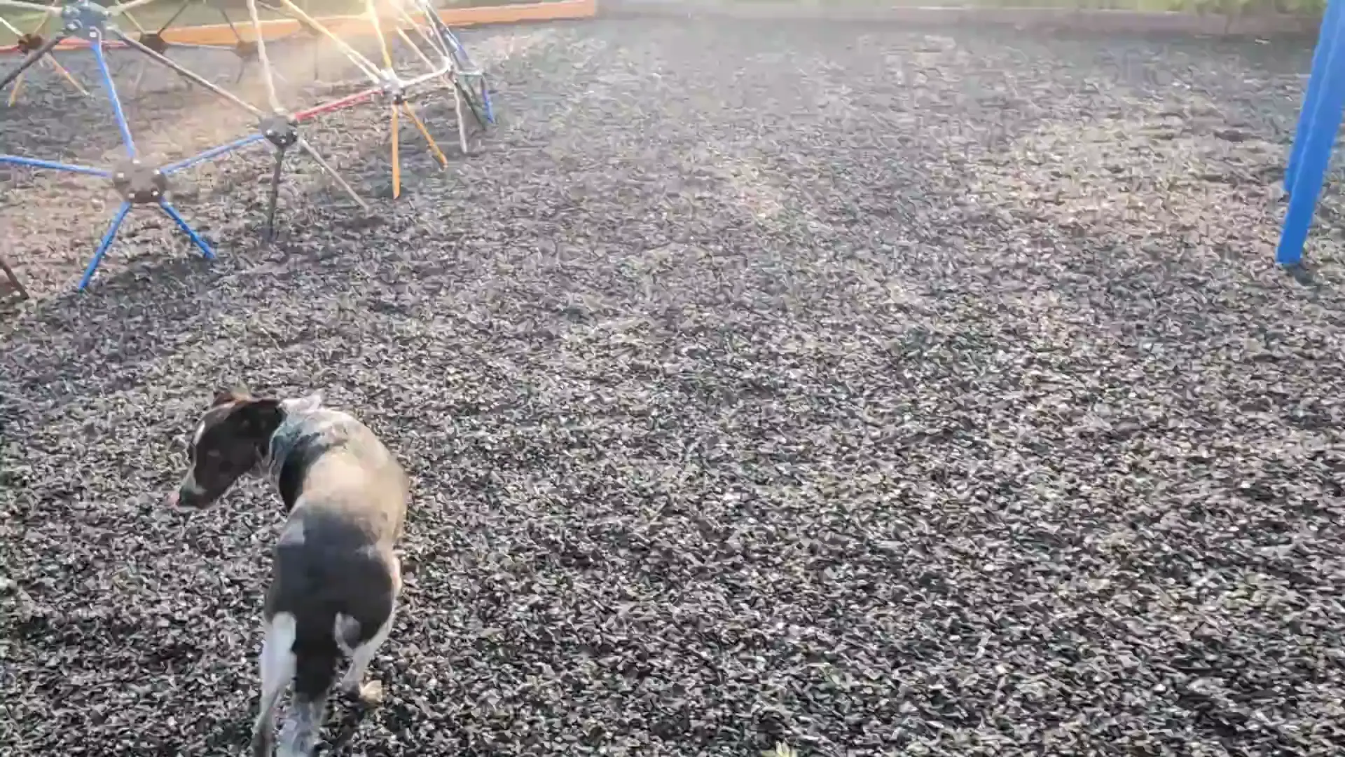 Playground Zoomies 🐾 | Scrolller