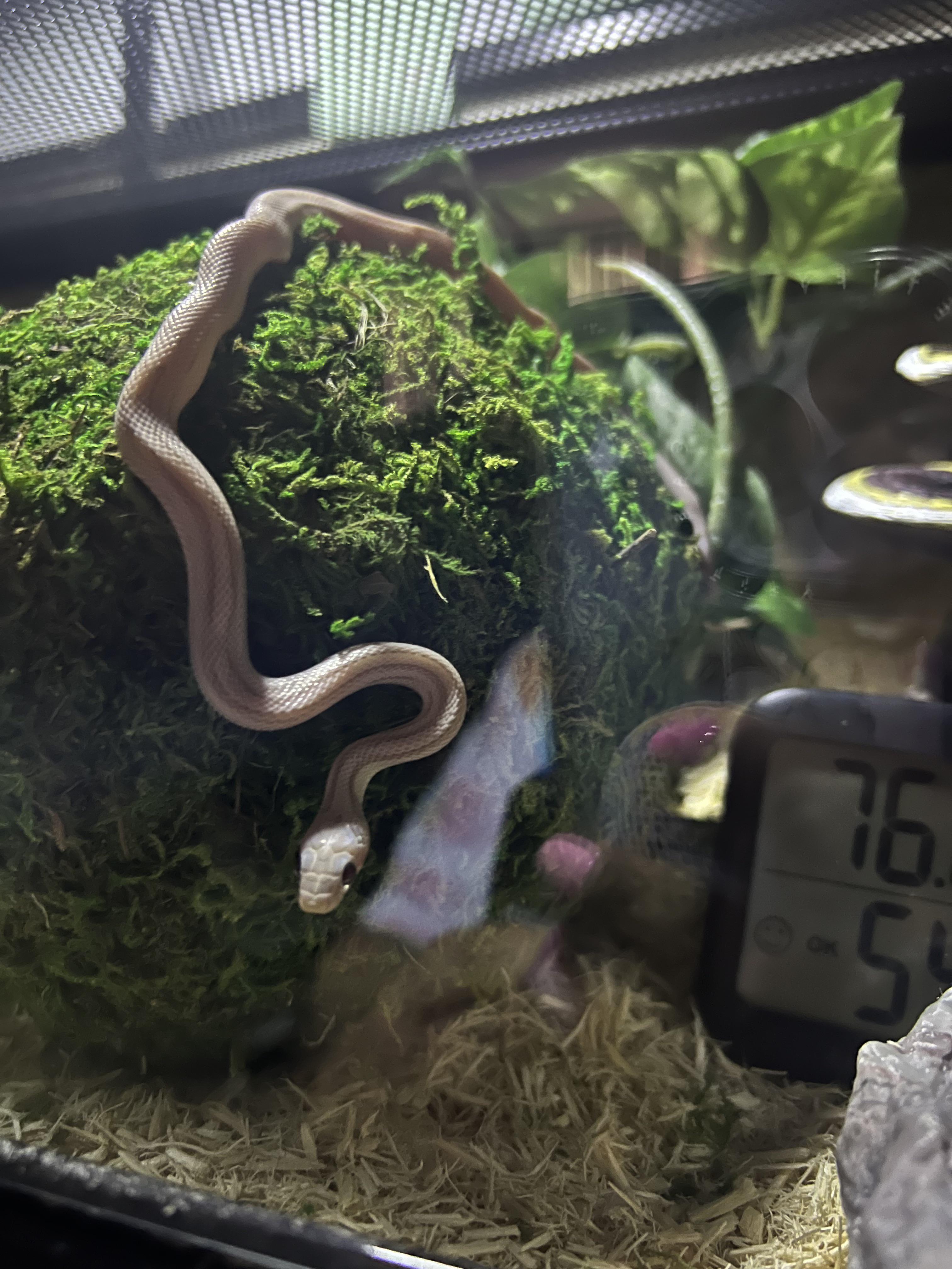 PLEASE HELP! ANY ADVICE IS BETTER THAN NOTHING ! | Scrolller