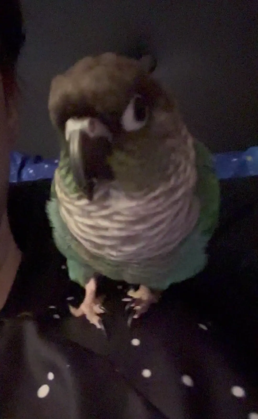 Discover more like PartyParrot: Pluto saying “Yes” and Related Content | Scrolller