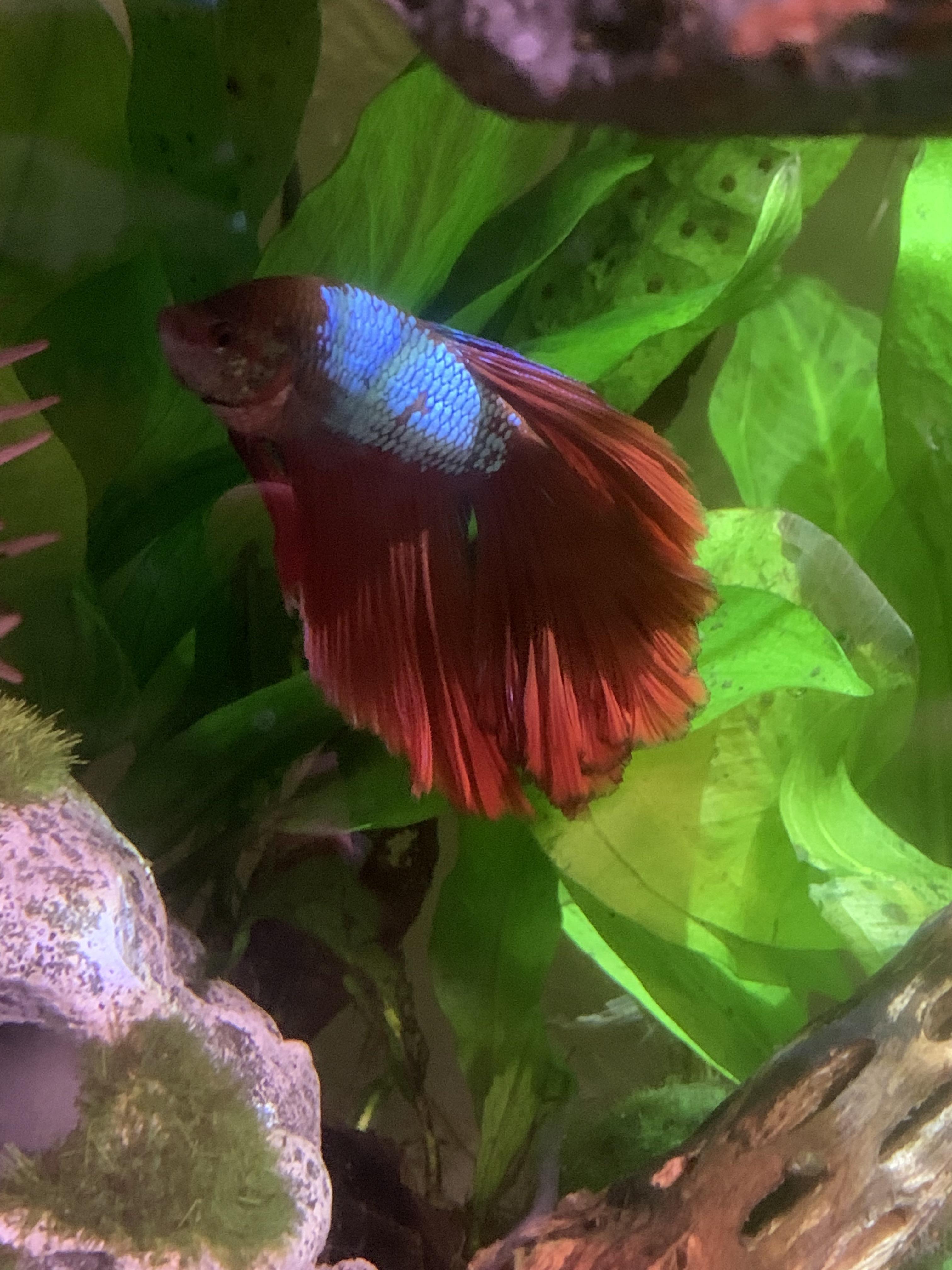 All my bettas ️ | Scrolller