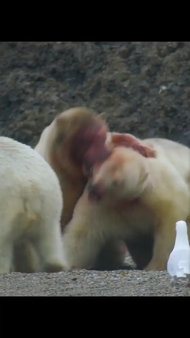 Polar bear fight | Scrolller
