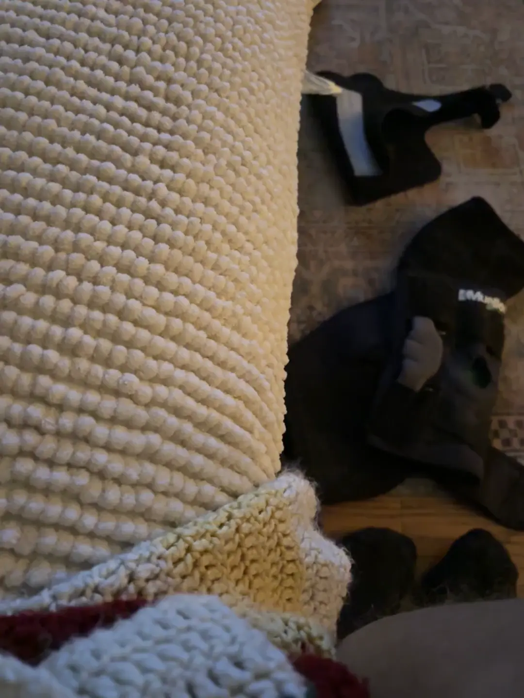 Poor Georgia she doesn’t understand why she can’t cuddle on new sofa ...