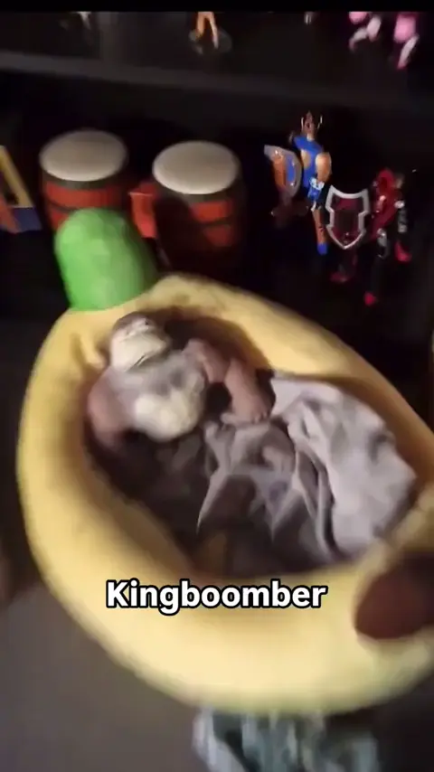 Poor monkey | Scrolller