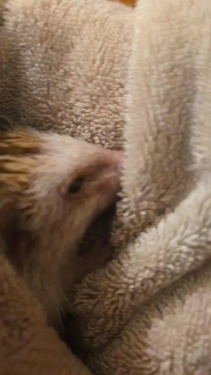 Post bath feast | Scrolller