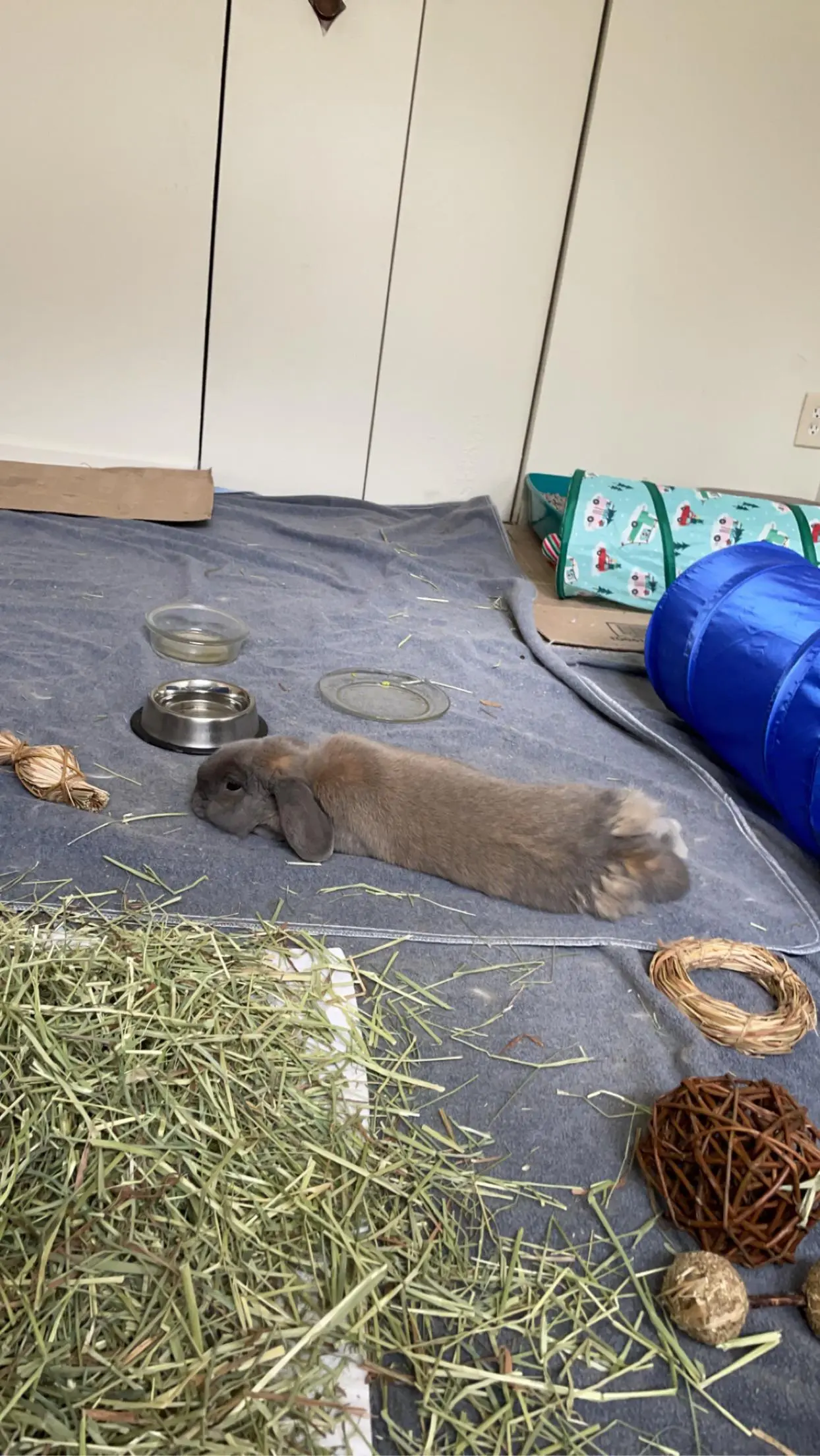 Post-meal noodle | Scrolller