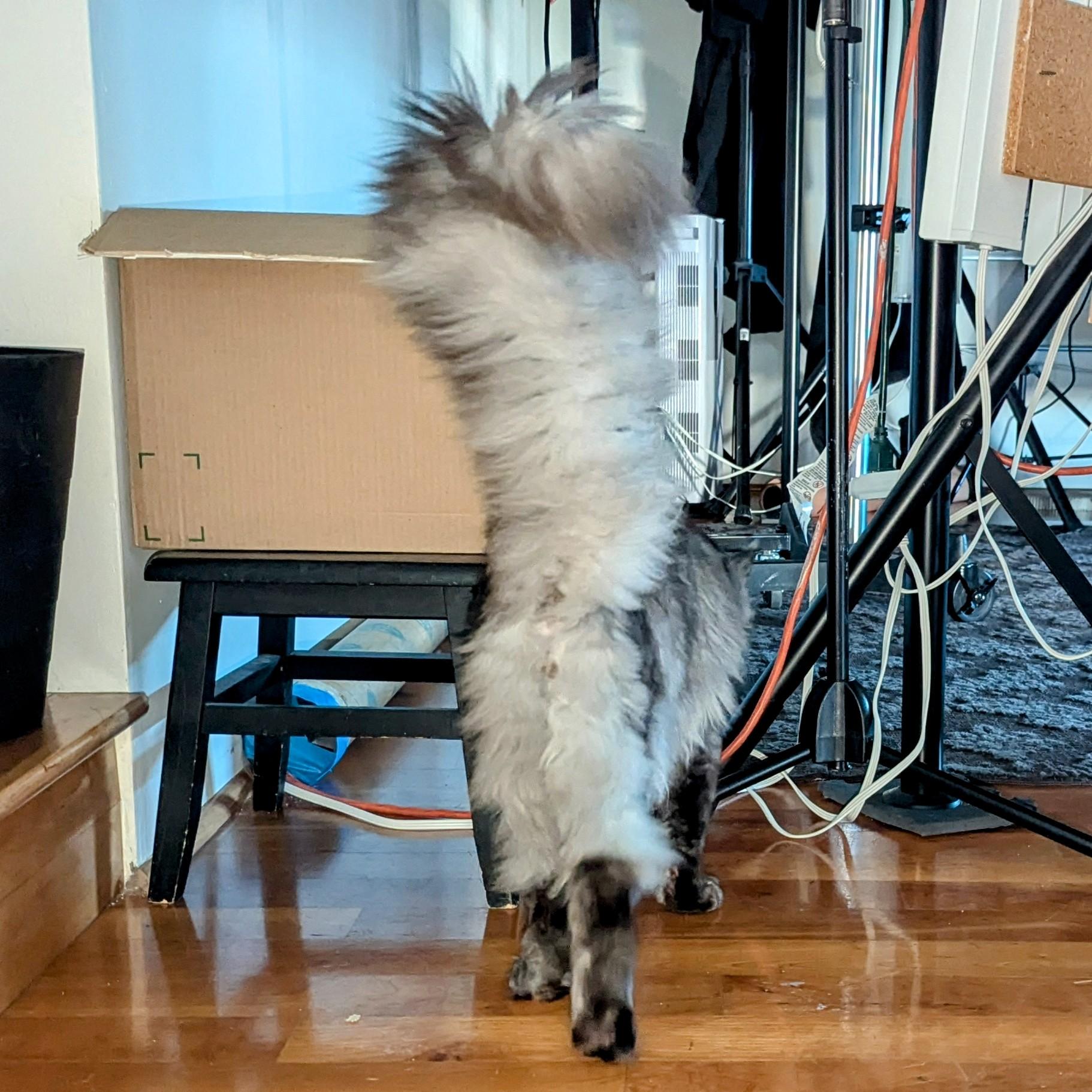 Paws, Tail and face | Scrolller