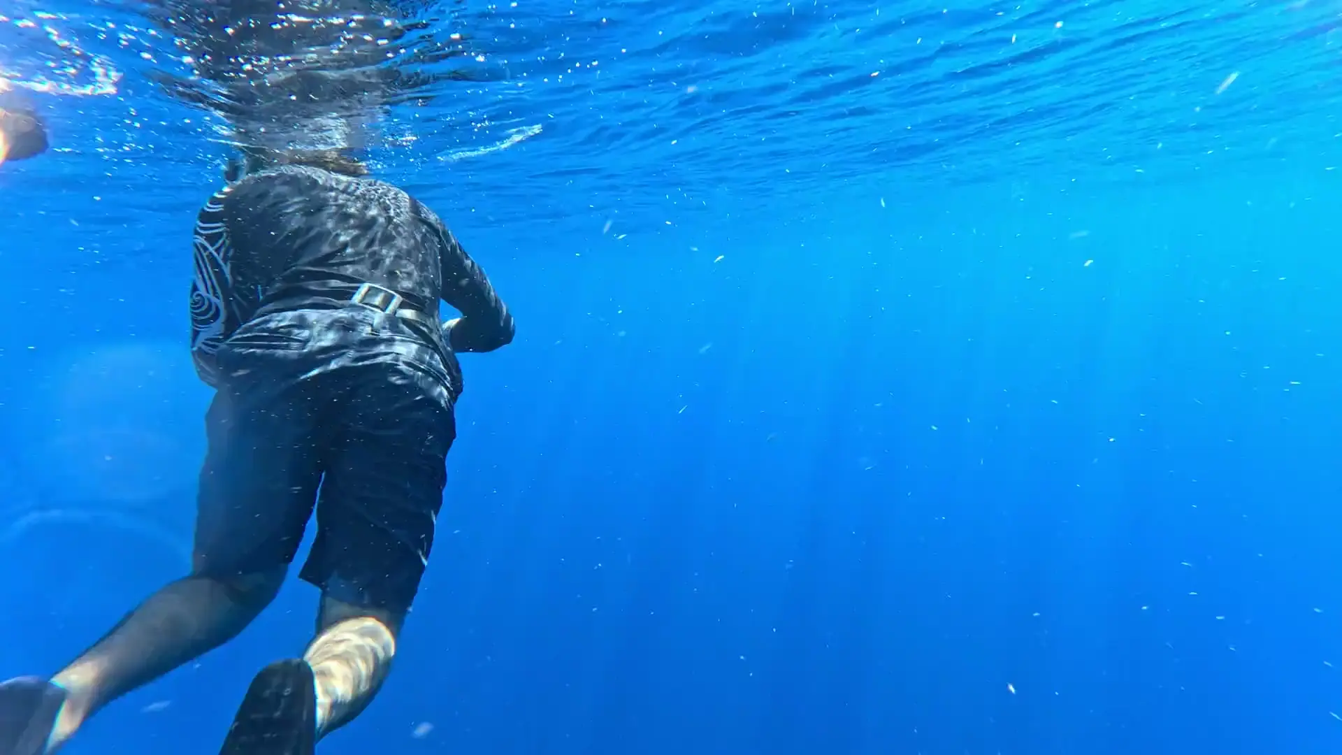 POV My experience with an interactive sperm whale. Best Monday of my life! (OC) | Scrolller